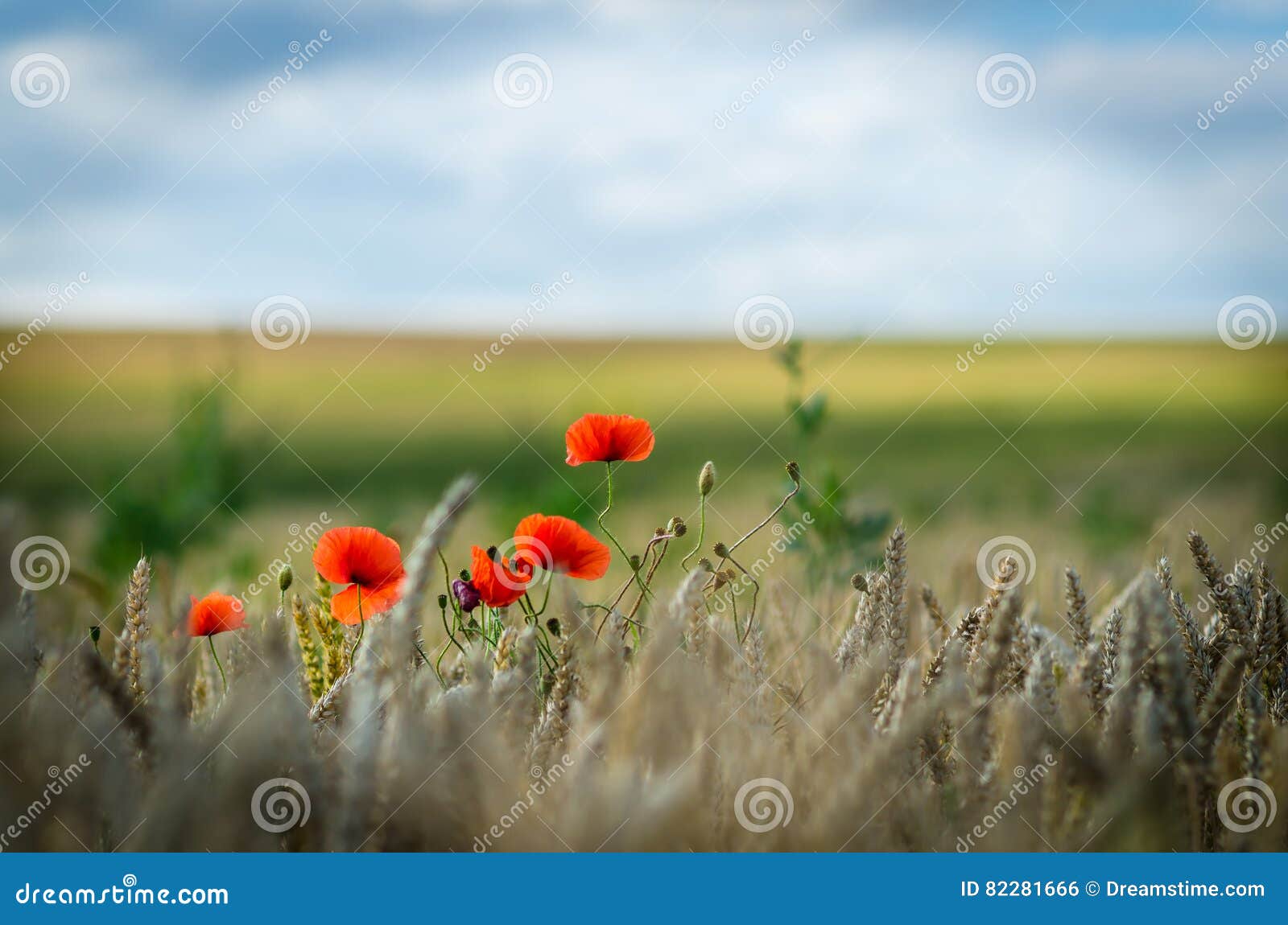 Common Poppy In Blurred Green Grass Background, Magnificent ...