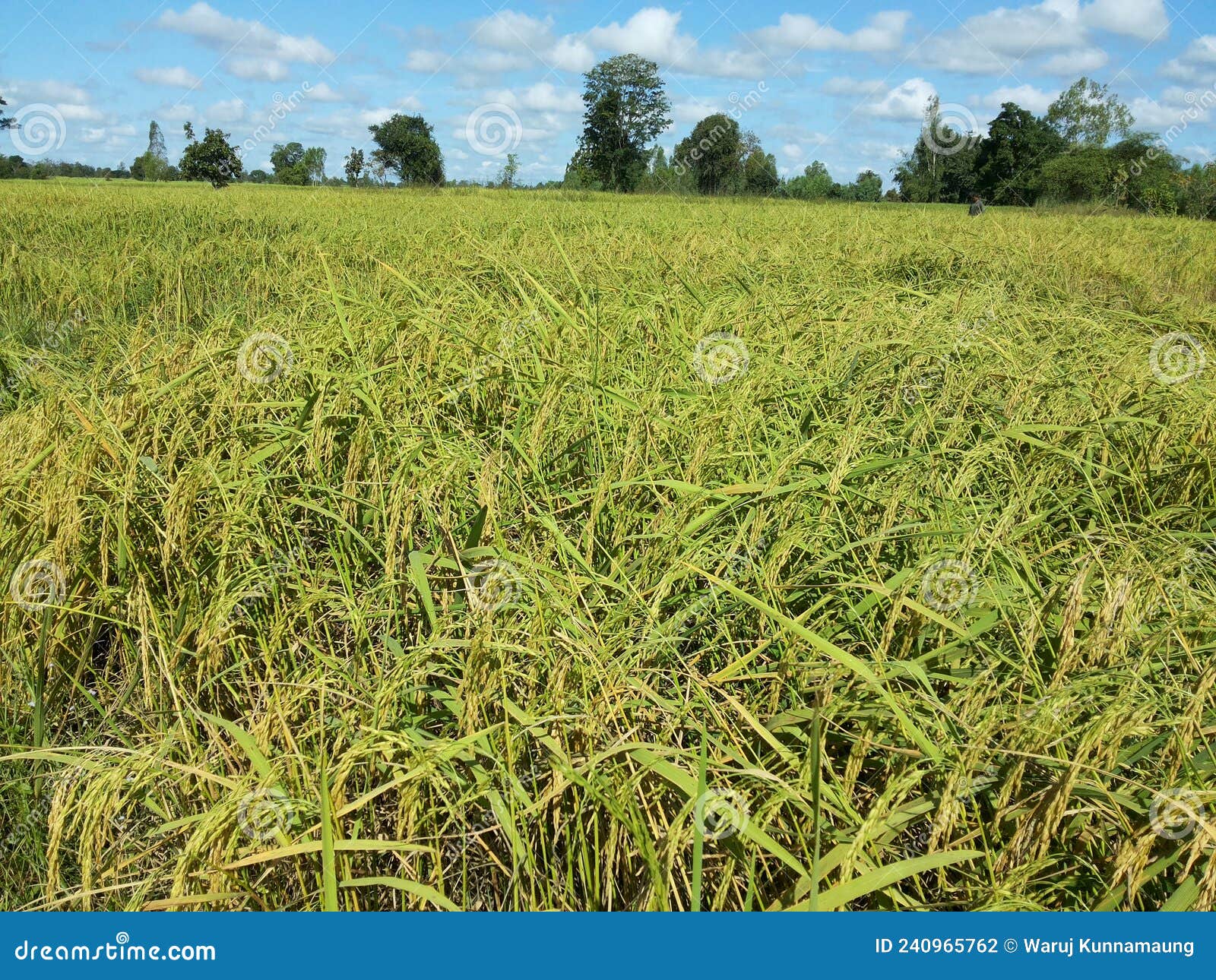Open Fields, Vast Rice Fields. Stock Photo - Image of grassland, crop ...