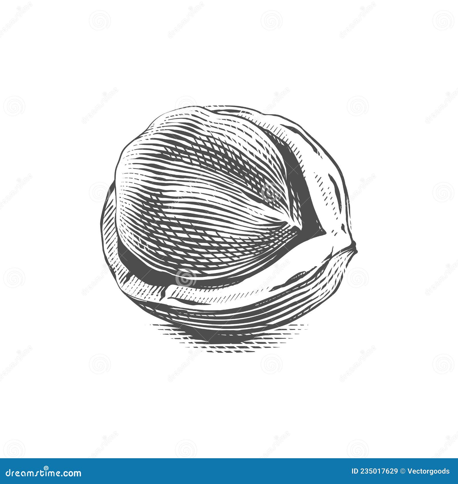 Open Filbert Hand Drawing Sketch Engraving Illustration Style Stock ...