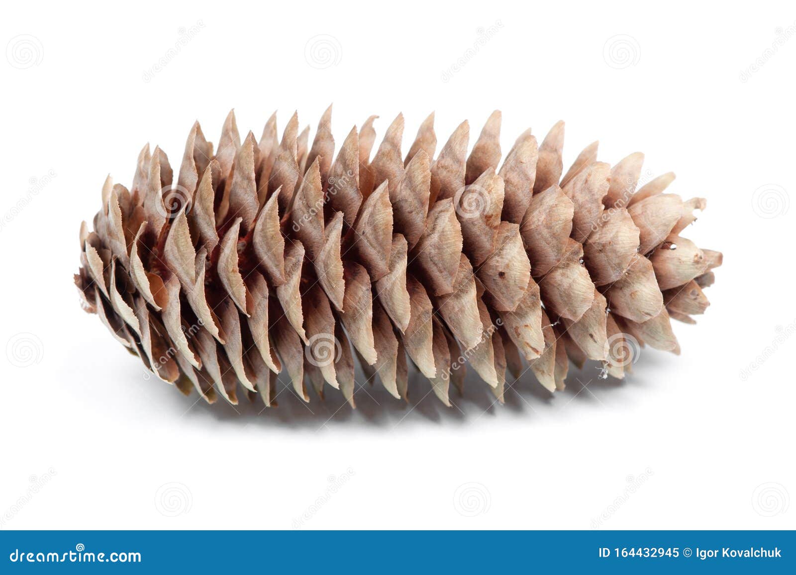 Open fir cone isolated stock image. Image of open, nature - 164432945