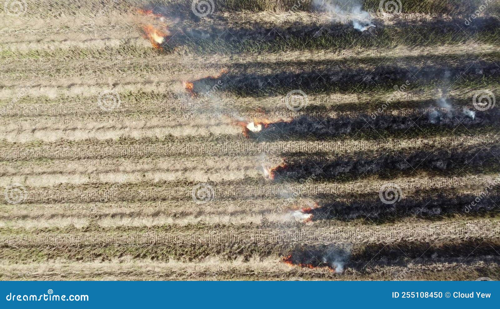 Open Fire Burning at Paddy Field Stock Footage - Video of nature ...