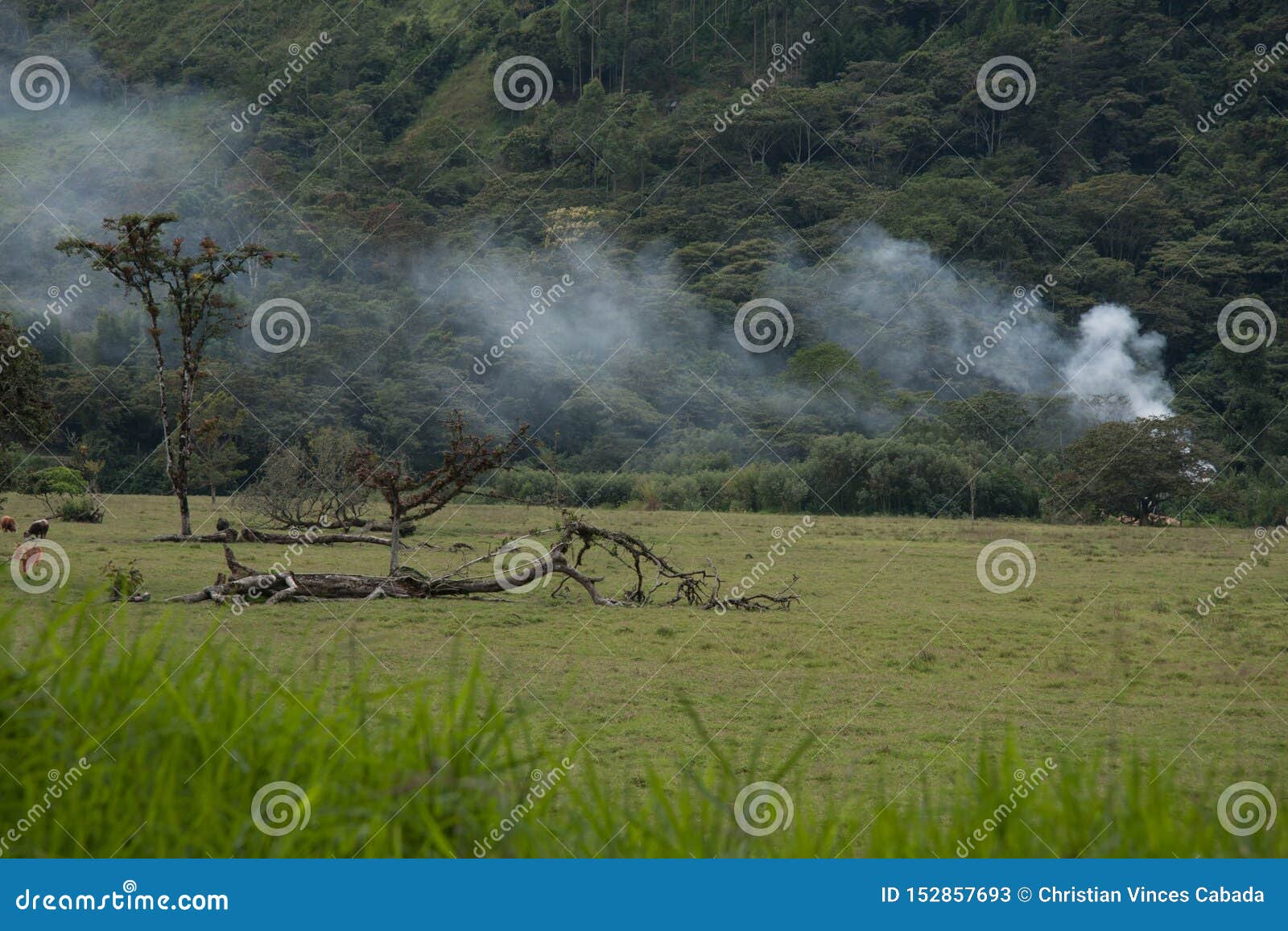 Open fire in a forest stock image. Image of atmosphere - 152857693