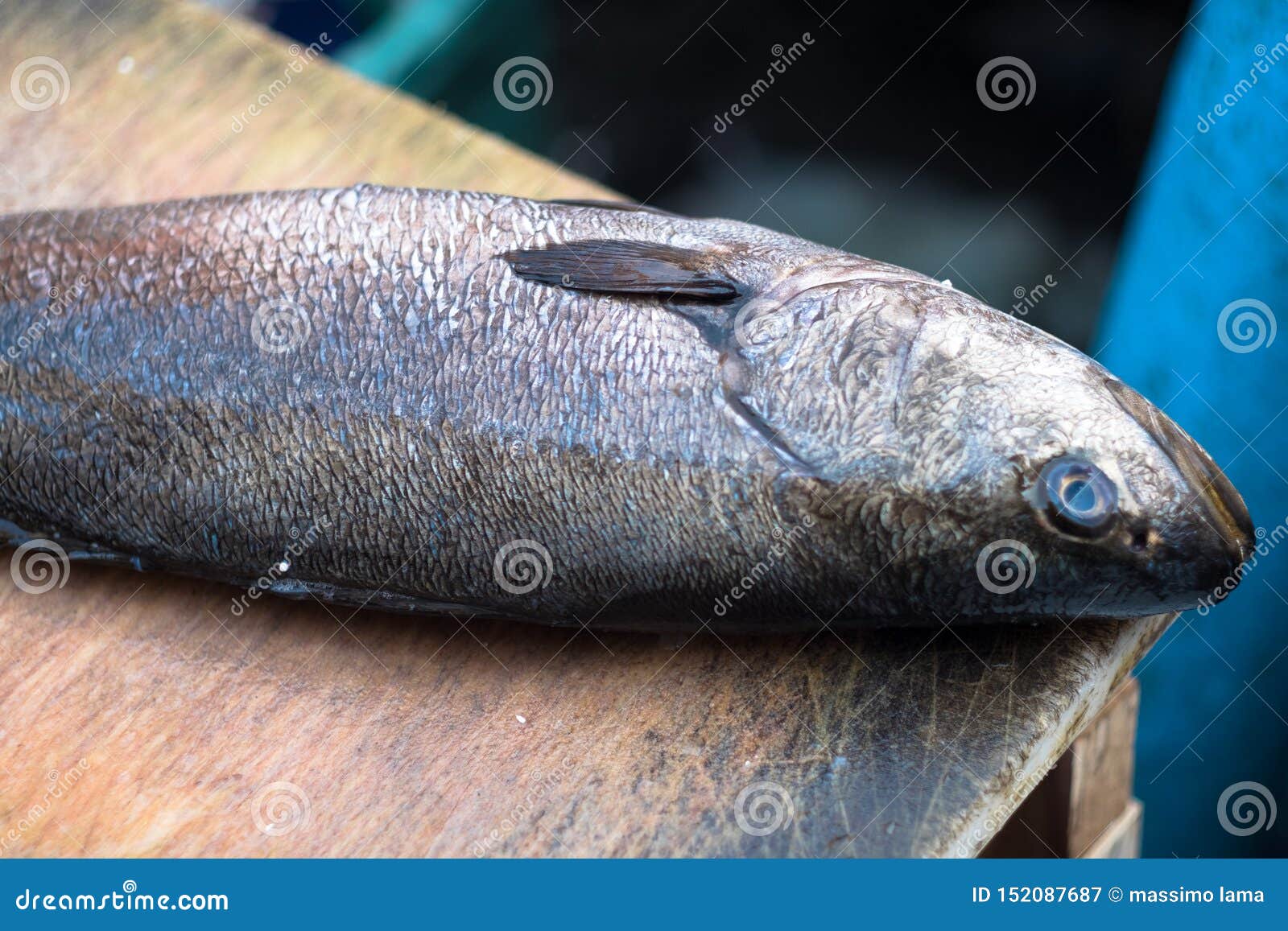 Open fish market stock image. Image of gold, fishing - 152087687