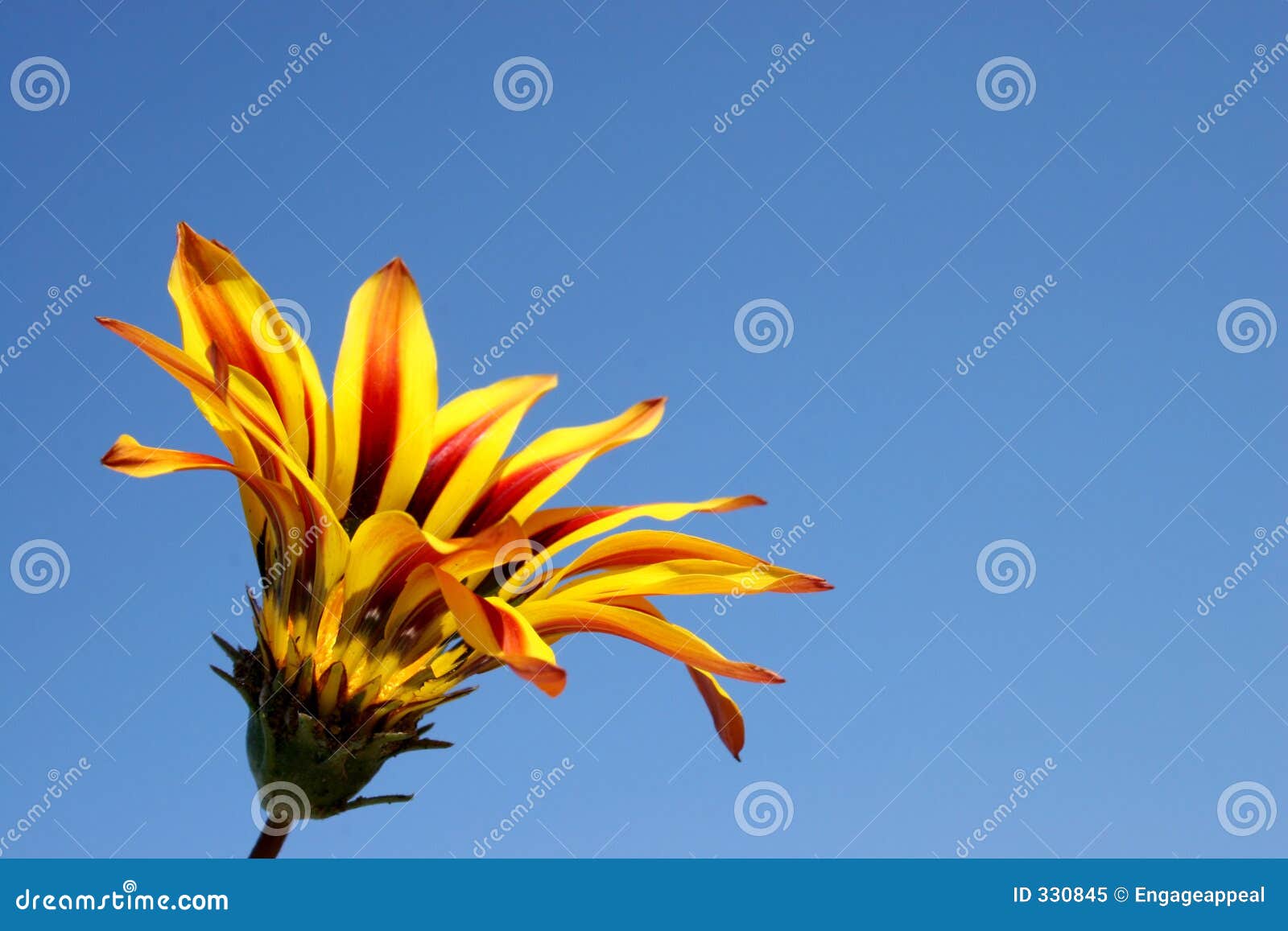 Open Flower stock image. Image of bright, farming, flower - 330845
