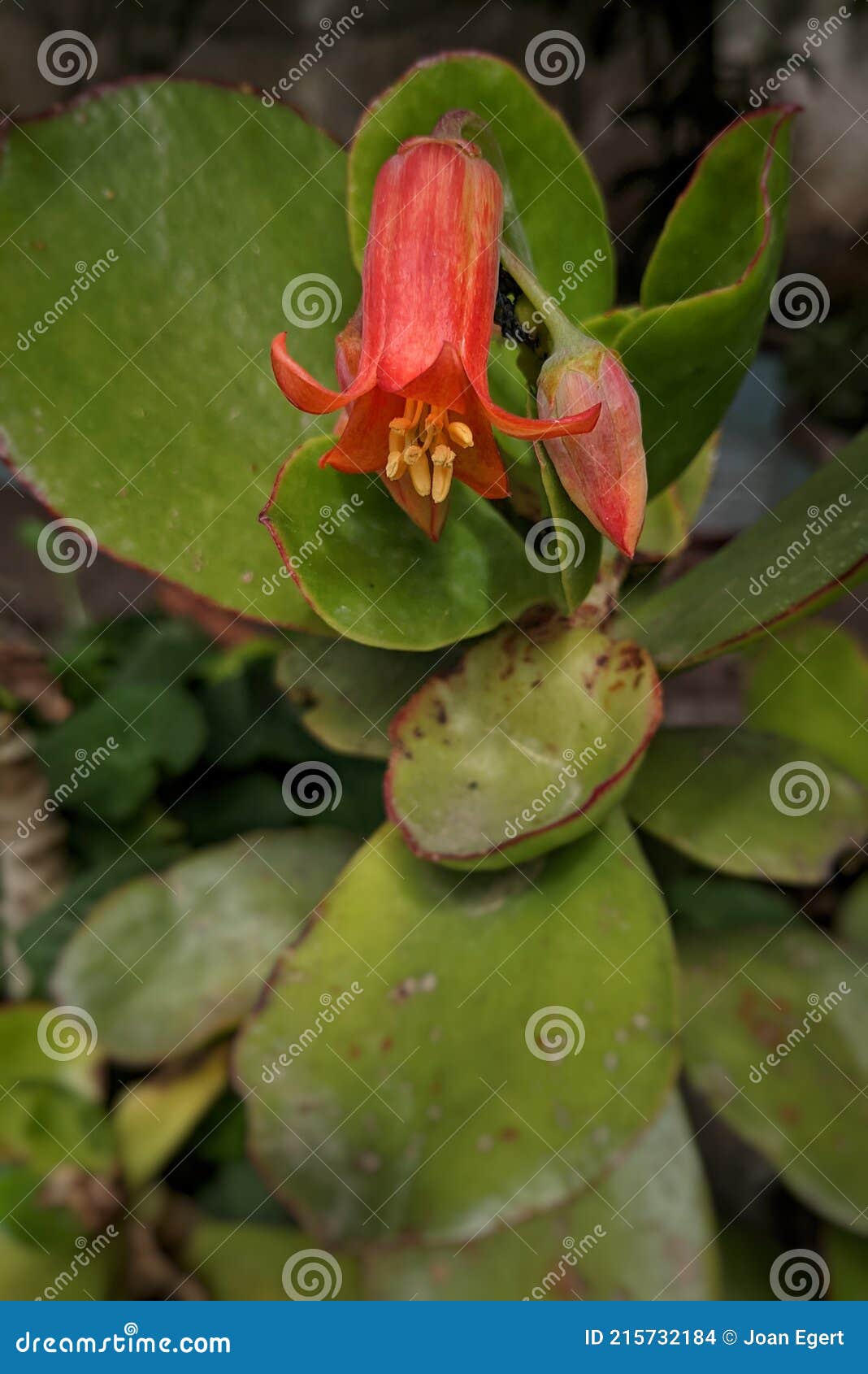 Open Flower and Bud of Pig S Ear Plant Stock Photo - Image of blossom ...