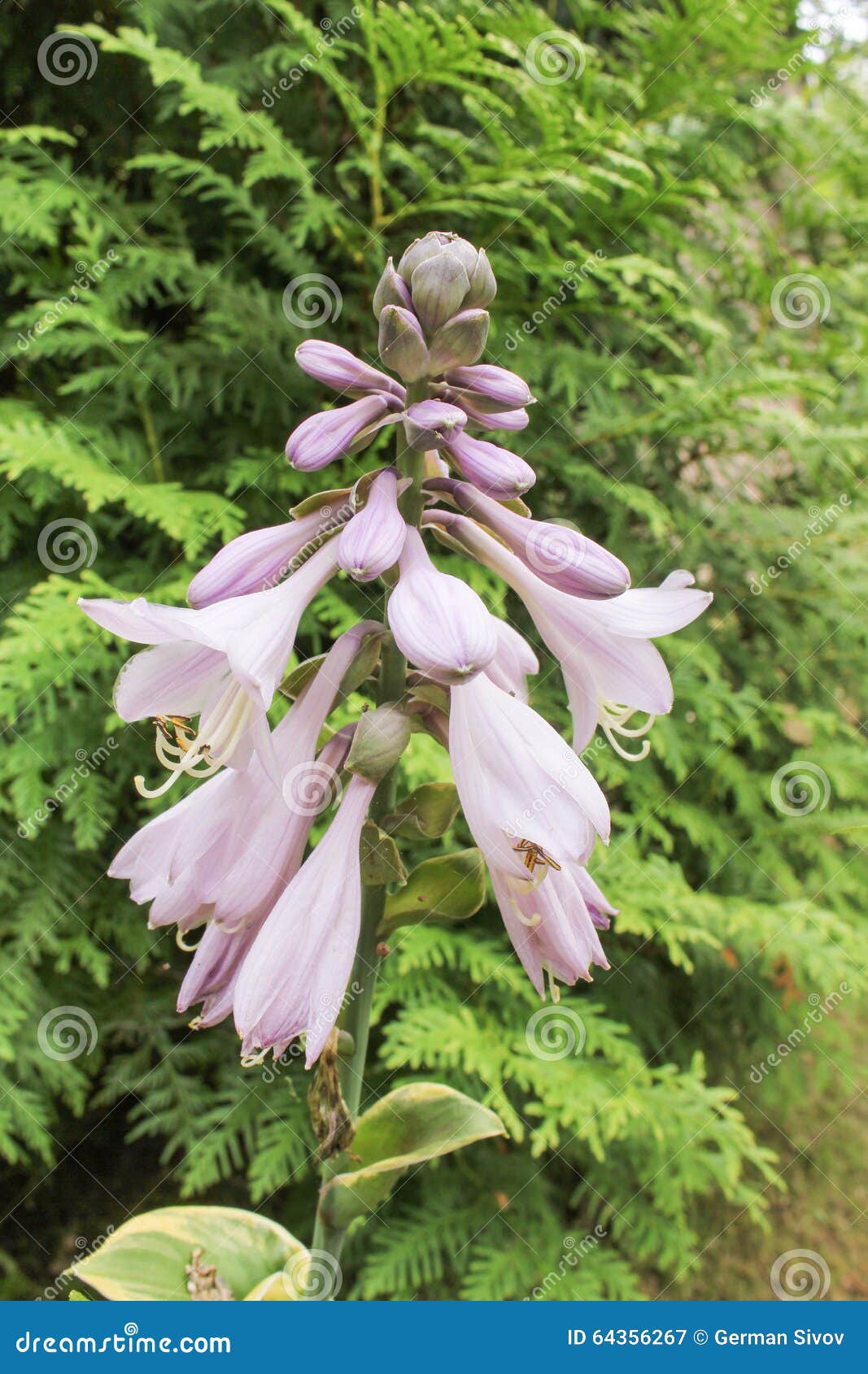 Open flower hosts stock image. Image of season, flowers - 64356267