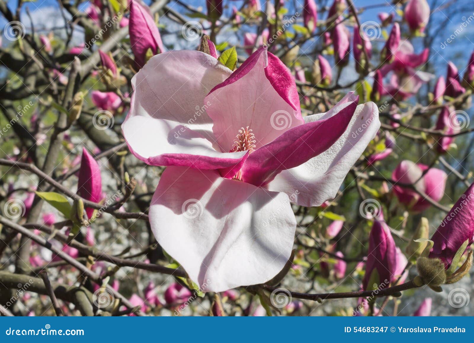 Open flower magnolia stock image. Image of spring, garden - 54683247