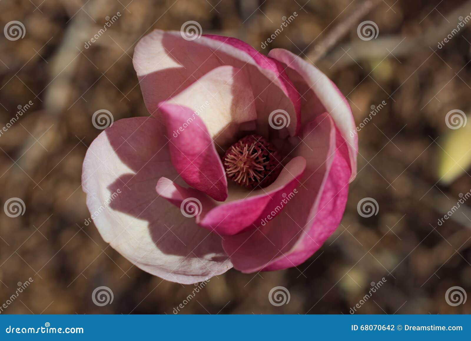Open flower stock photo. Image of outdoor, rose, unopened - 68070642
