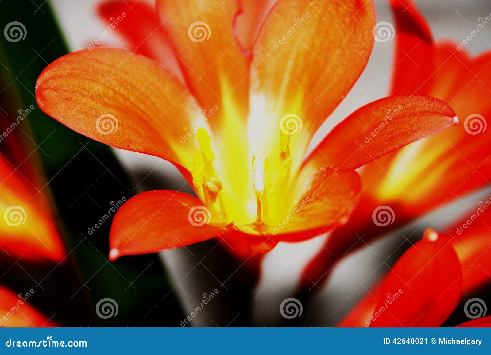 Open Flower with Overexposed Pollen #1 Stock Image - Image of fully ...