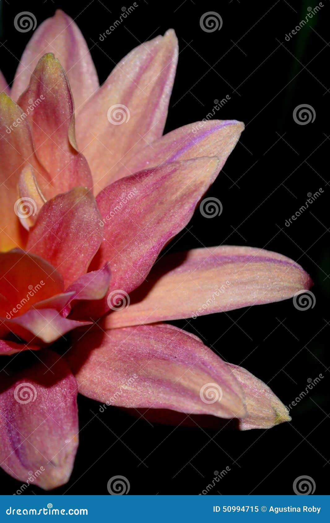 Open flower editorial image. Image of open, nature, pink - 50994715