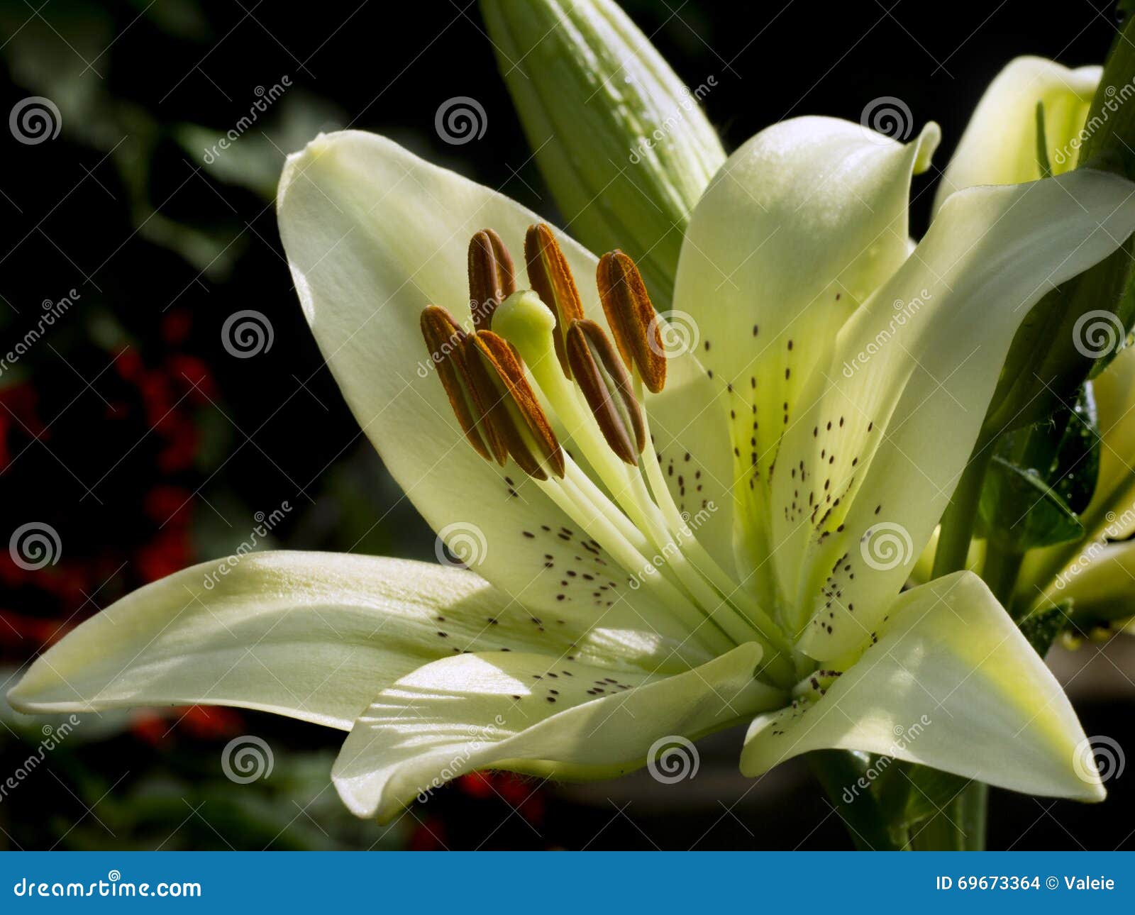 Open flower white lily stock photo. Image of summer, botany - 69673364