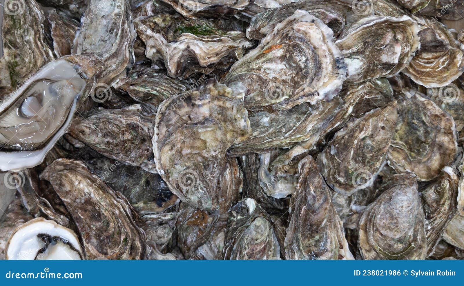 Open Fresh Oysters Top View Background Stock Photo - Image of eating ...