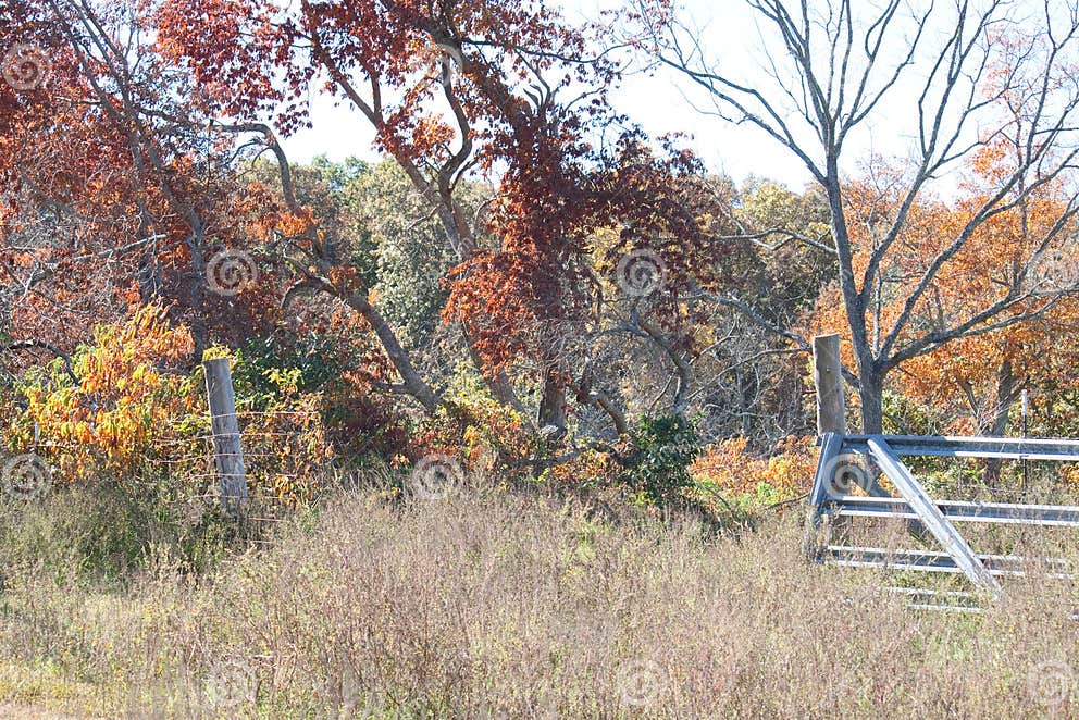 Open Gate stock image. Image of abstract, trees, environment - 50504837
