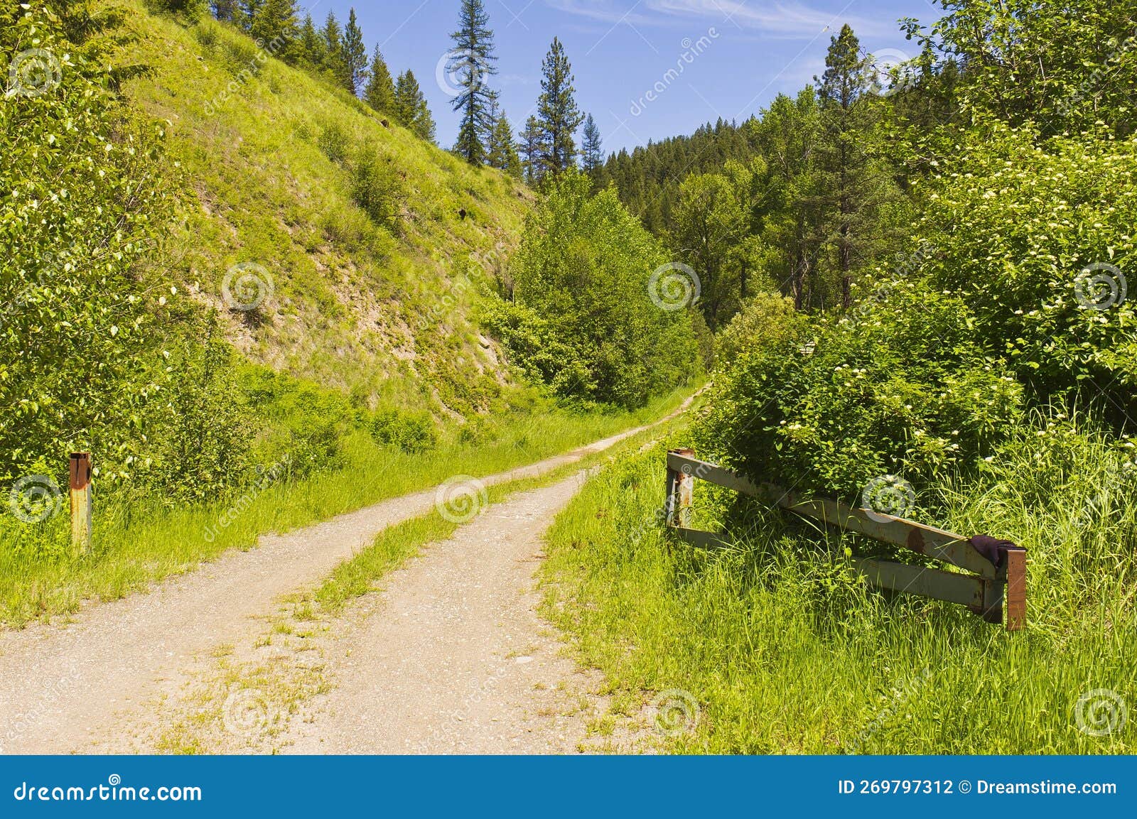 Open gate in the forest stock photo. Image of weathered - 269797312