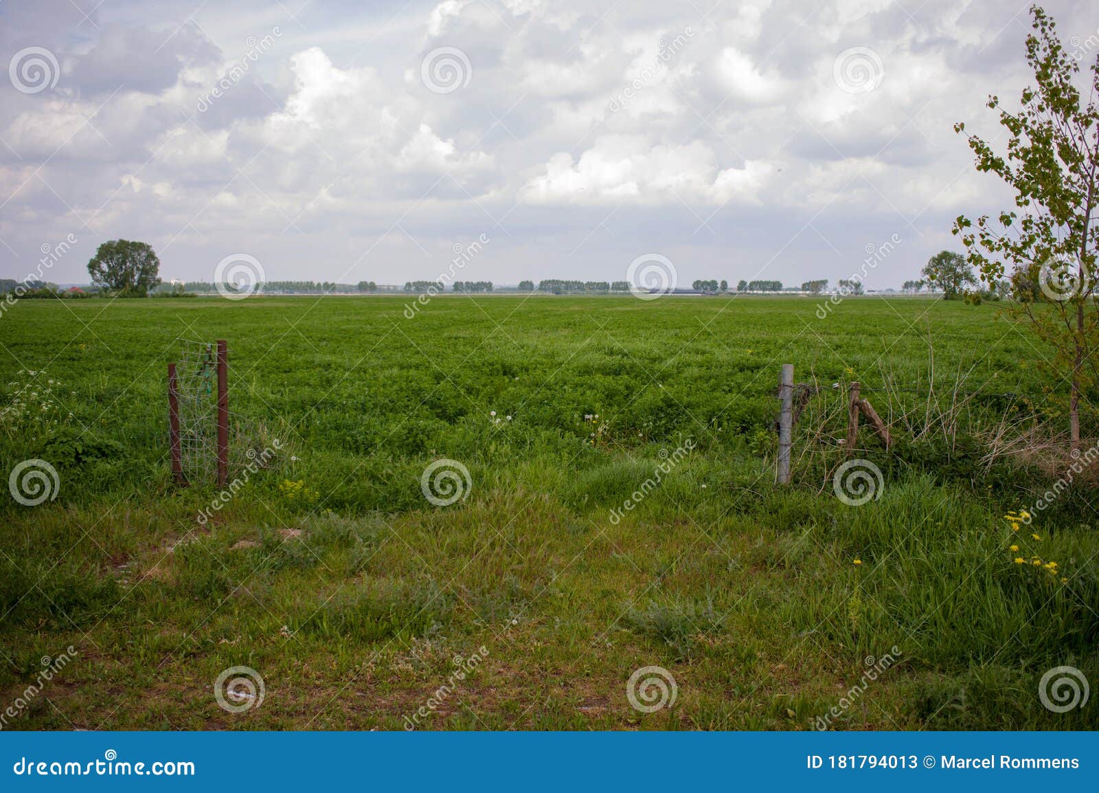 Open Gate that Gives Access a Green Meadow Stock Image - Image of field ...
