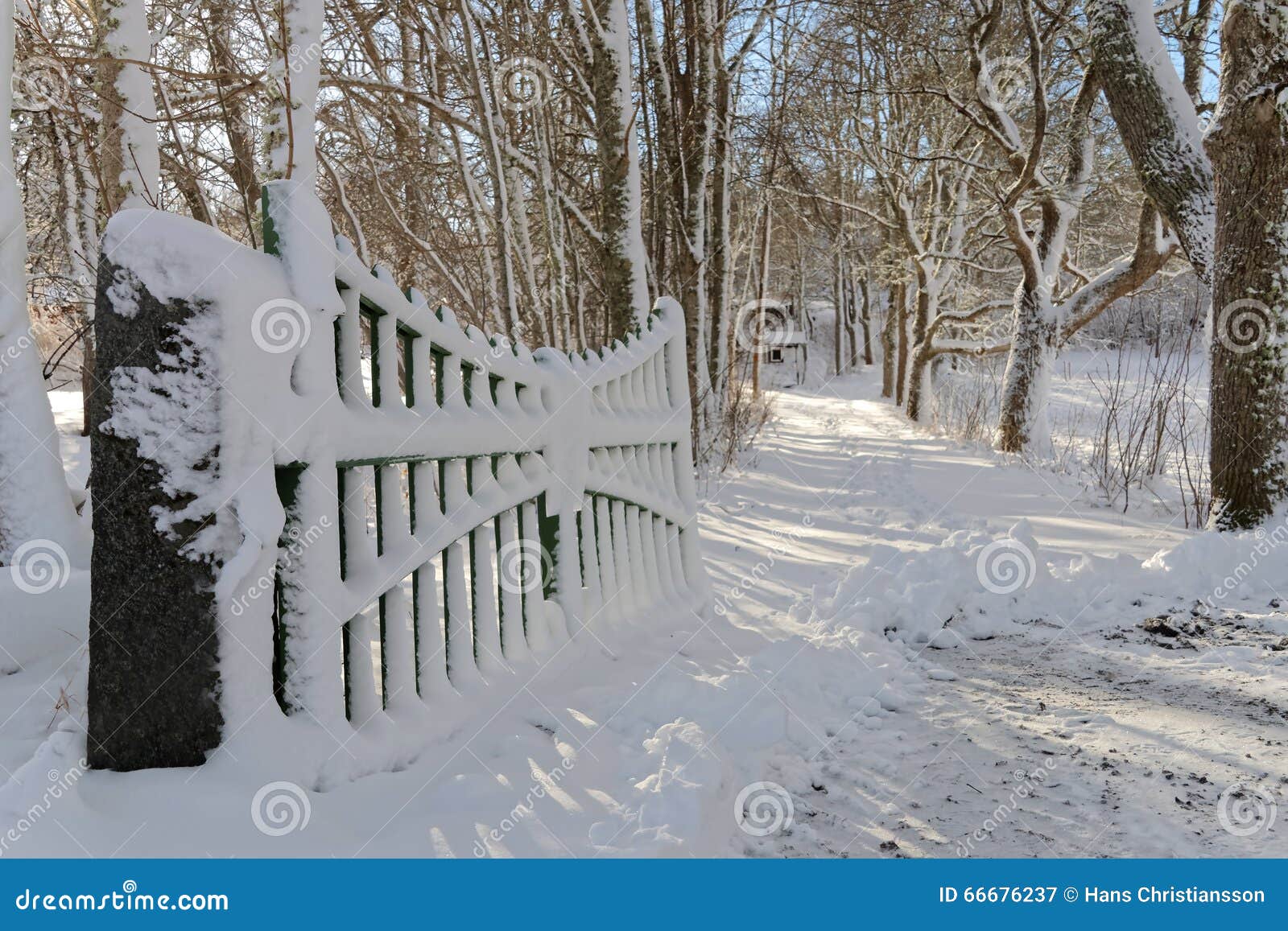 Open Gate and a Snowy Alley of Trees a Winter Day Stock Image - Image ...