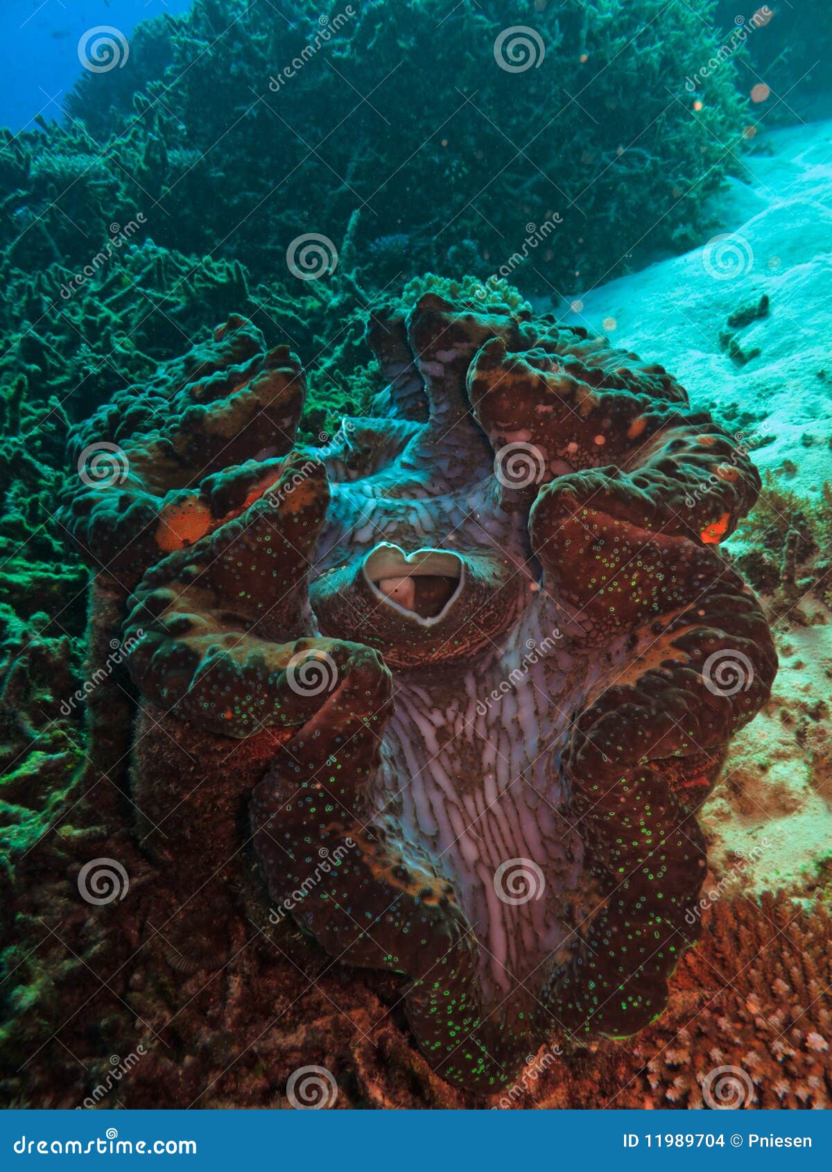 Open Giant Clam On Great Barrier Reef Australia Stock Images - Image ...