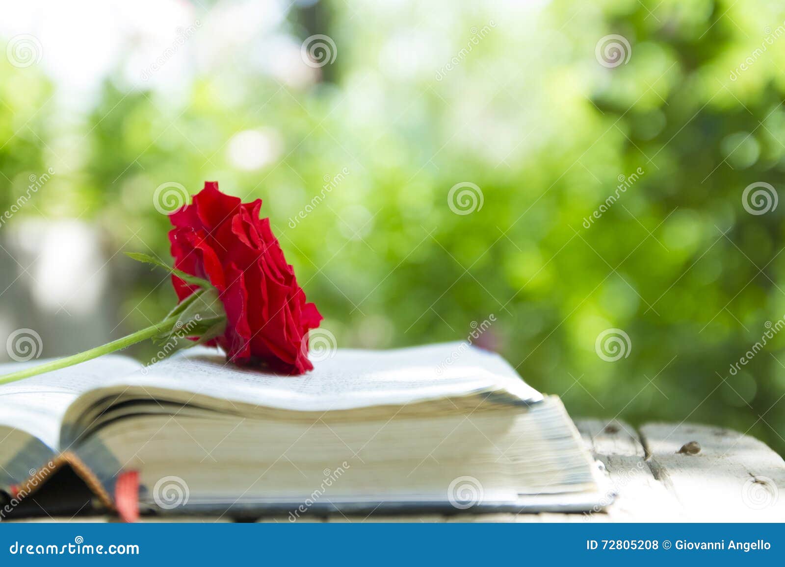Open Glowing Bible with Red Rose Raw Stock Photo - Image of flowers ...