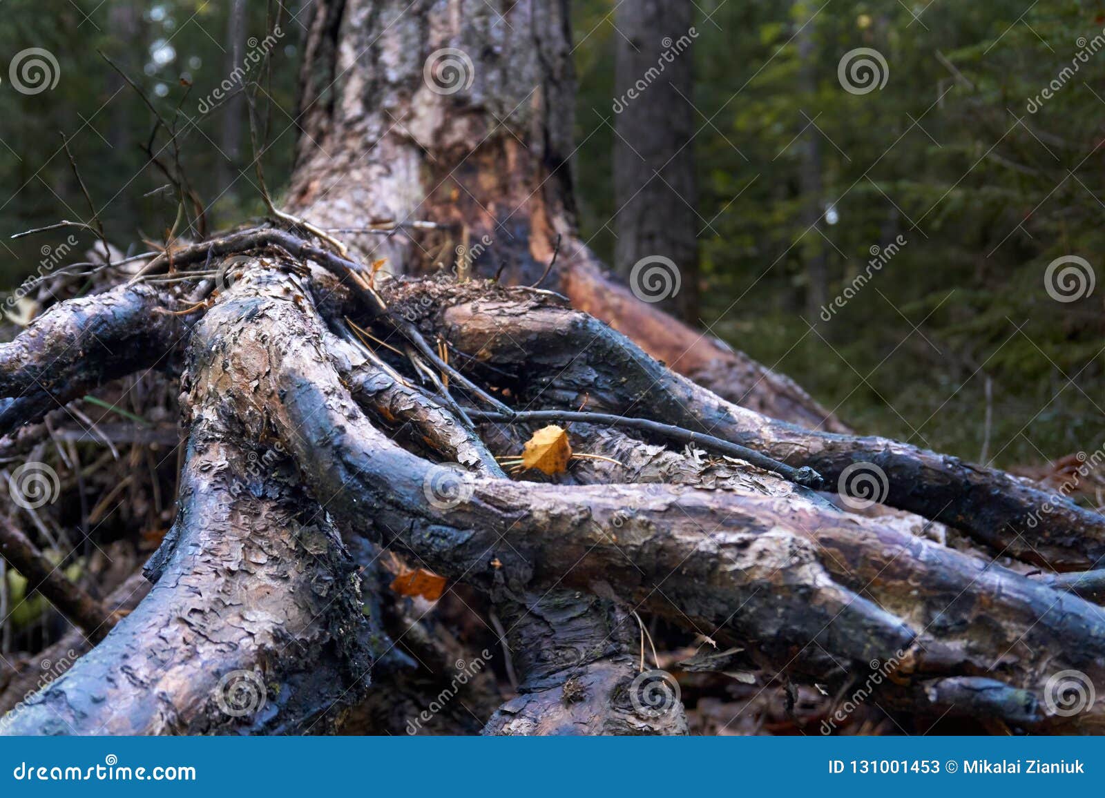 Open Gnarled Roots of the Old Tree Stock Image - Image of branch, trunk ...