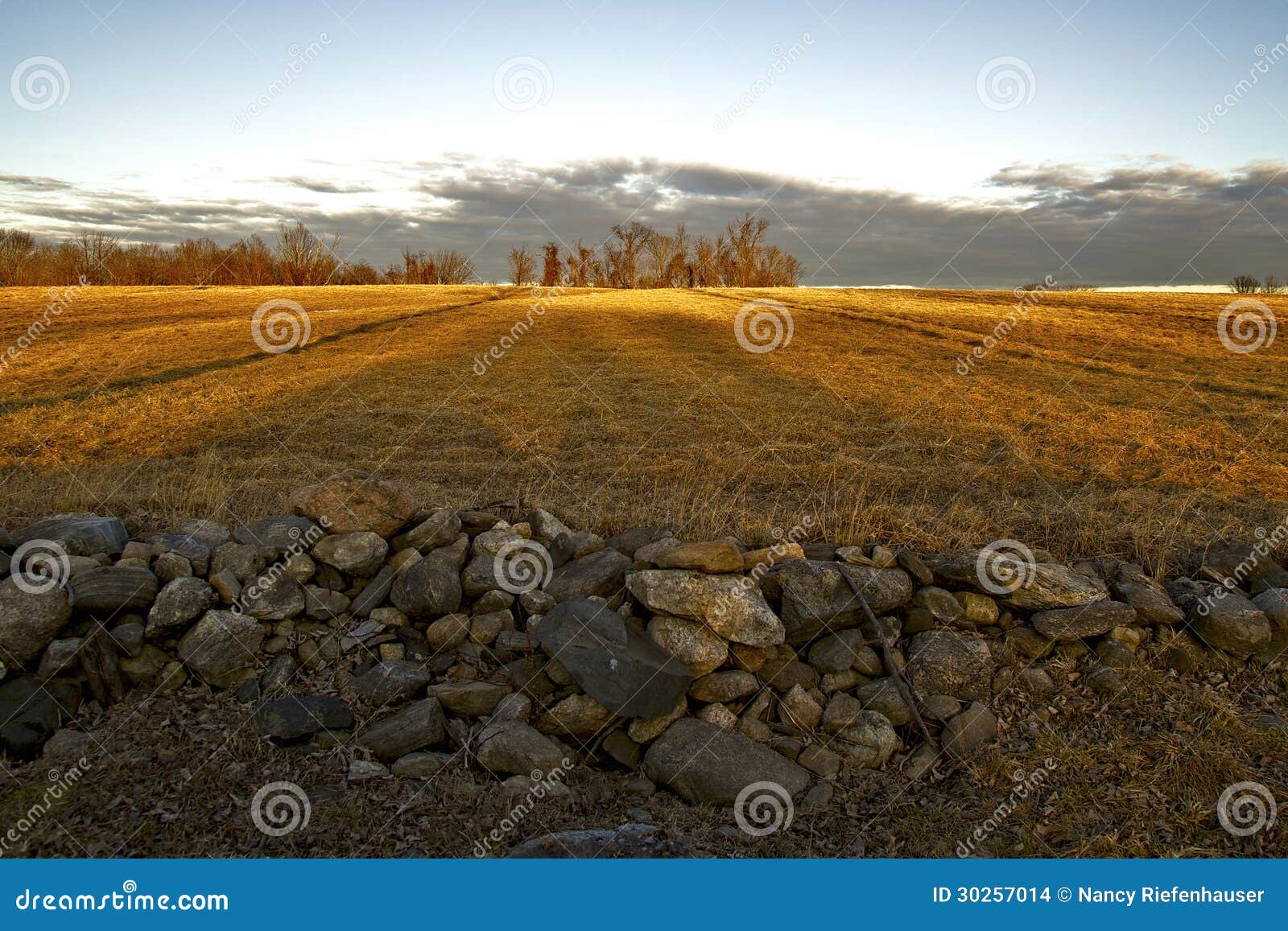 Field of gold stock photo. Image of grass, texture, field - 30257014