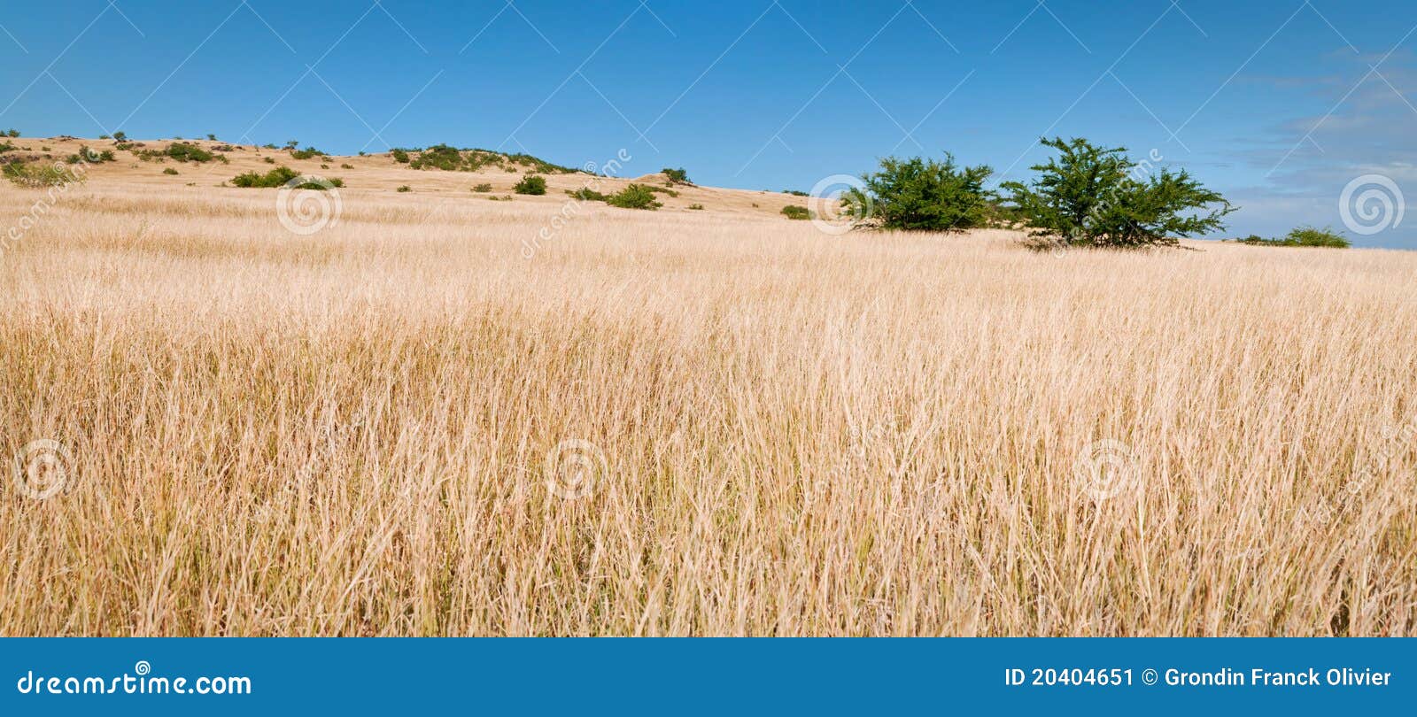 Open grassland panorama stock image. Image of scenery - 20404651