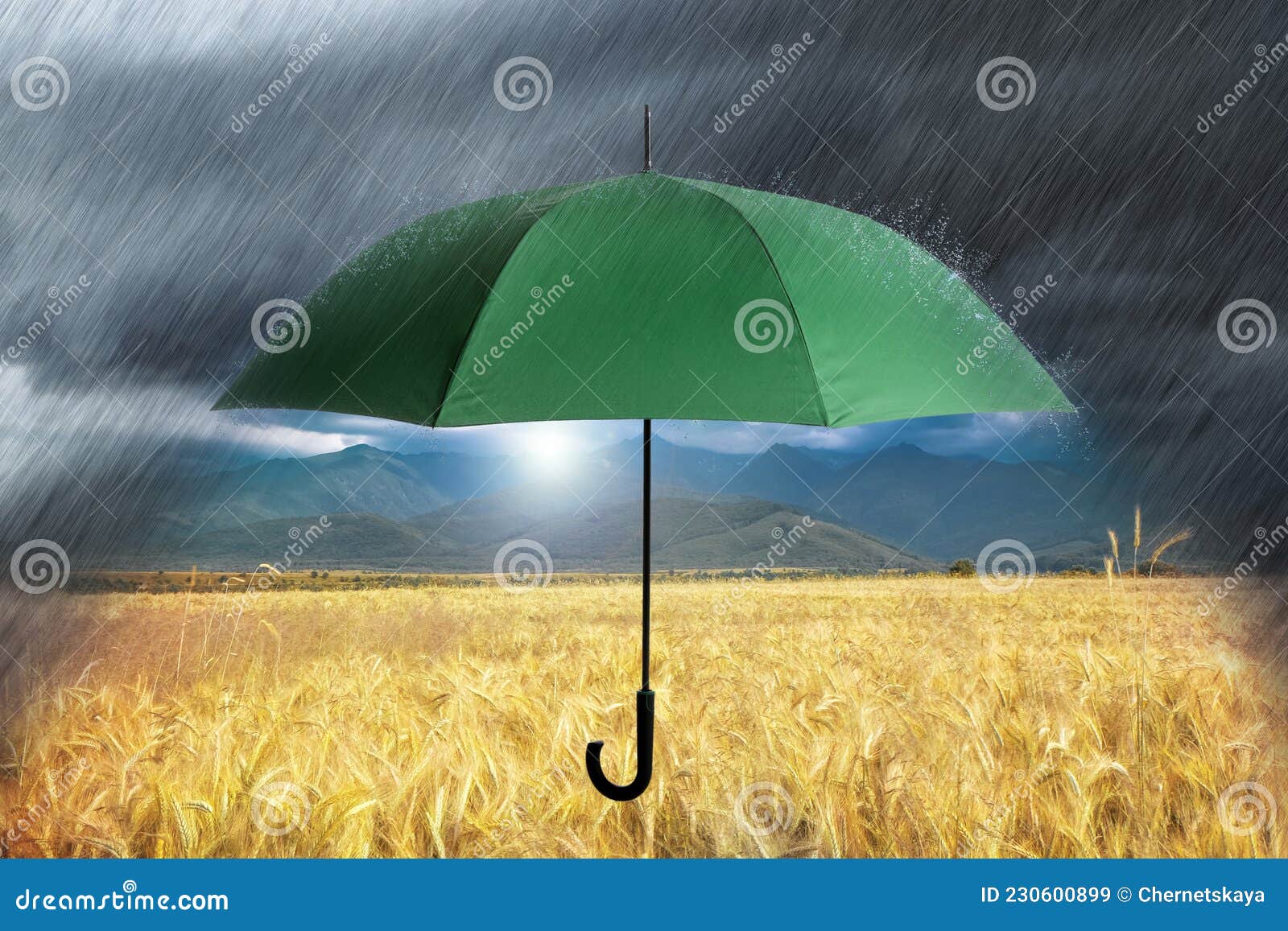 Open Green Umbrella Under Heavy Rain in Wheat Field Stock Illustration ...