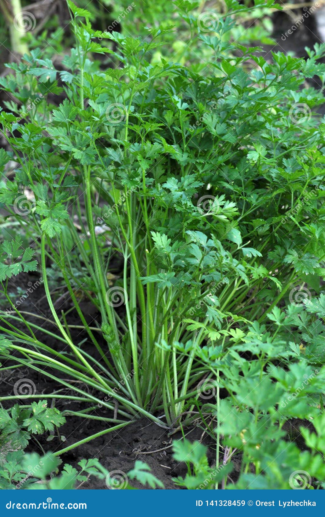 In the Open Ground Parsley Grows Stock Image - Image of leaves, branch ...