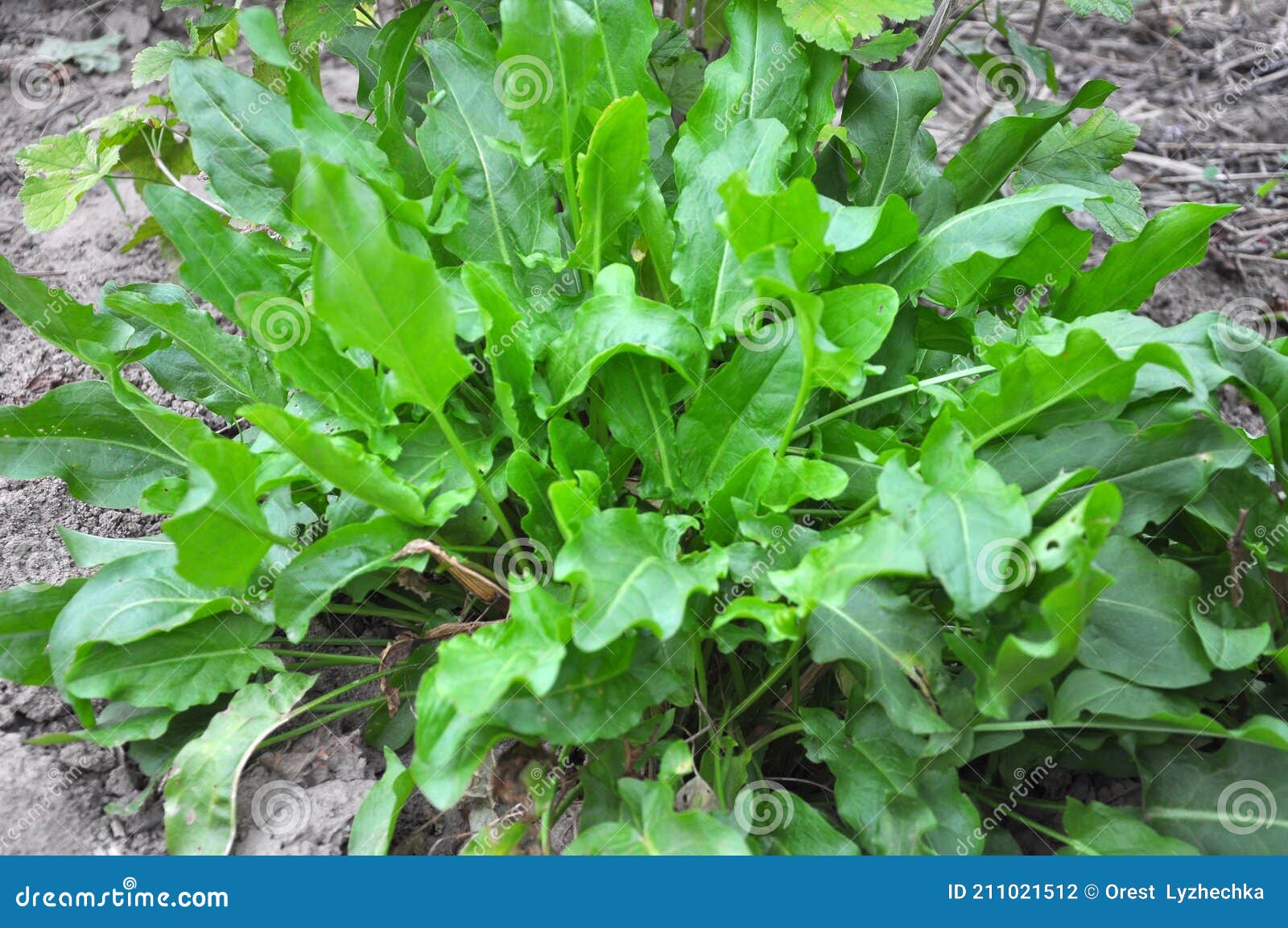 In the Open Ground in the Garden Grows Sorrel Stock Photo - Image of ...