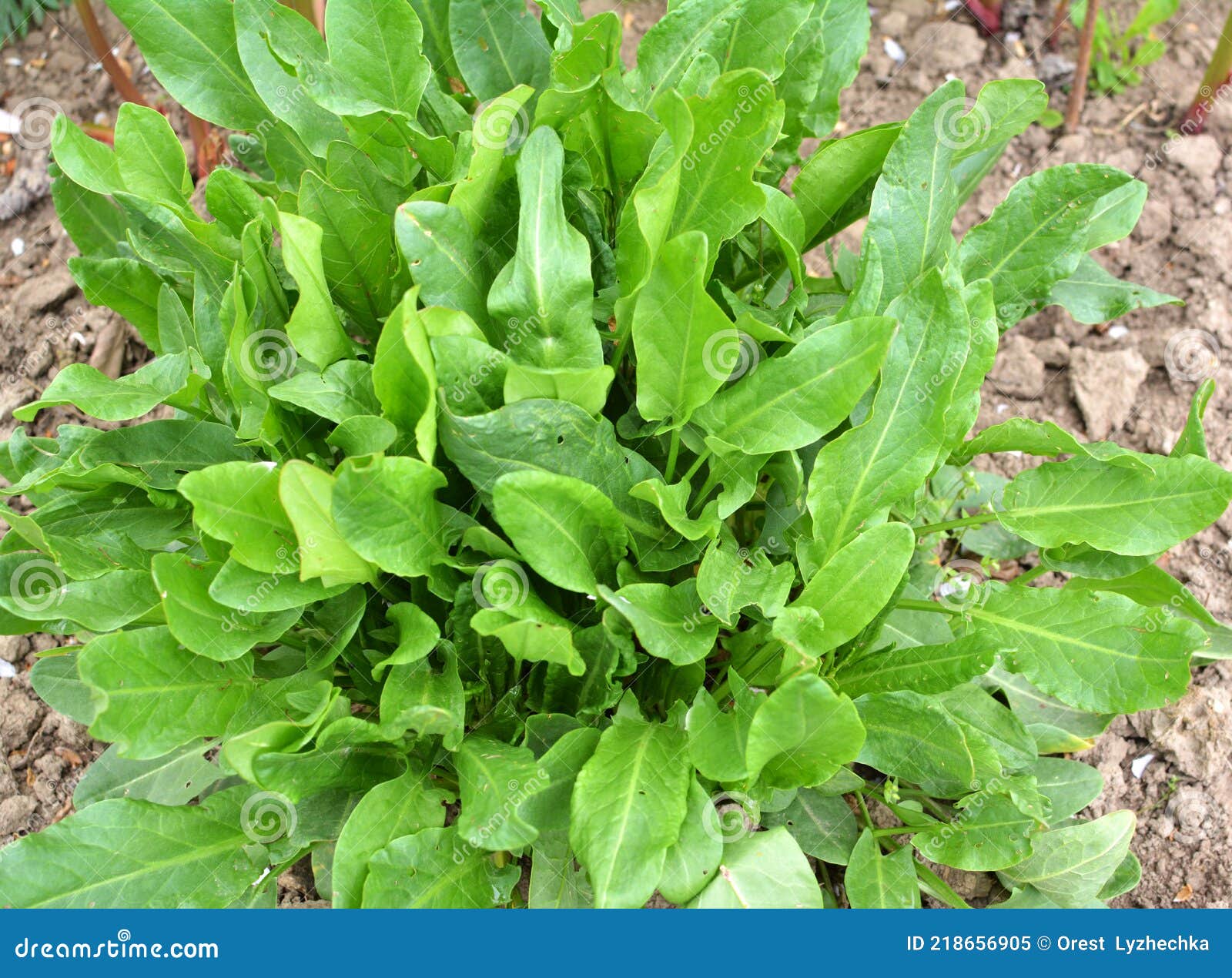 In the Open Ground in the Garden Grows Sorrel Stock Image - Image of ...