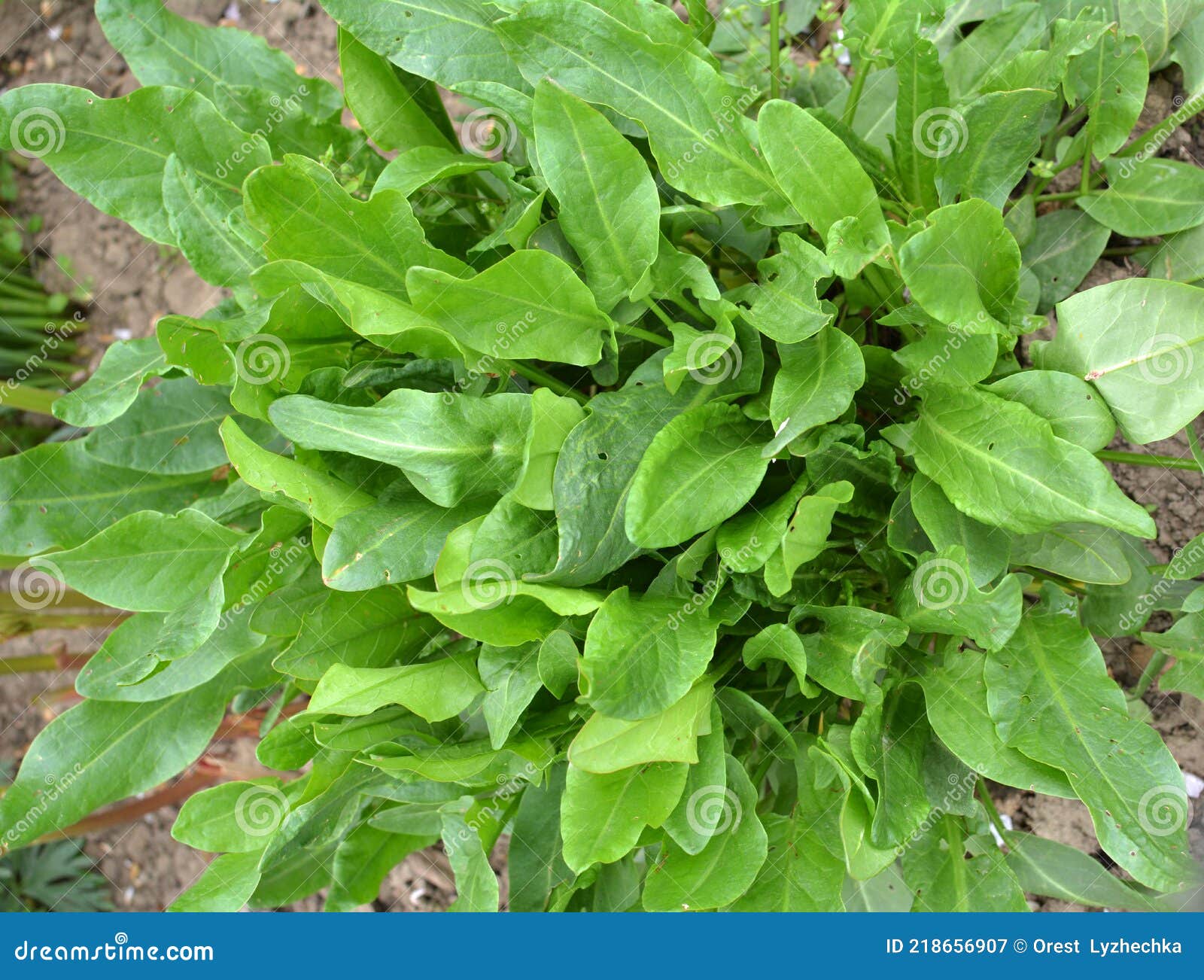In the Open Ground in the Garden Grows Sorrel Stock Image - Image of ...