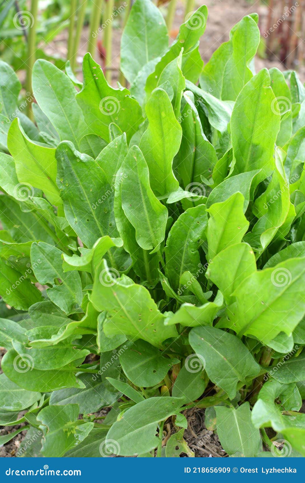 In the Open Ground in the Garden Grows Sorrel Stock Image - Image of ...