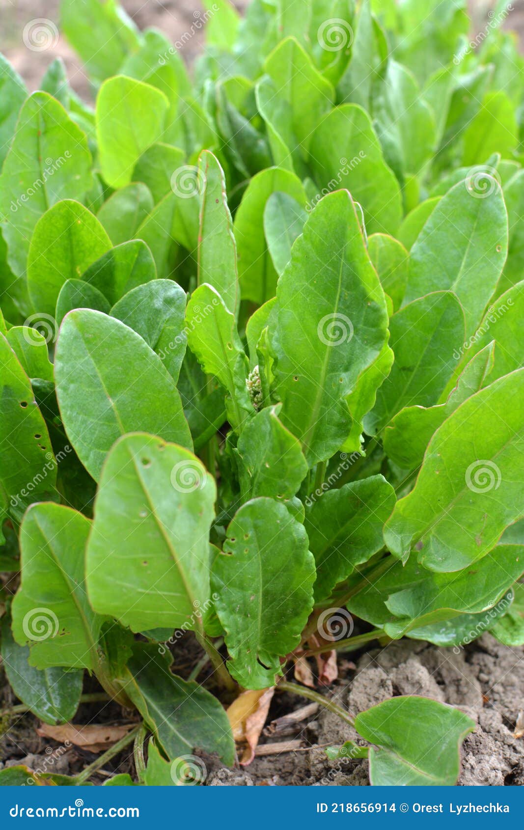 In the Open Ground in the Garden Grows Sorrel Stock Photo - Image of ...