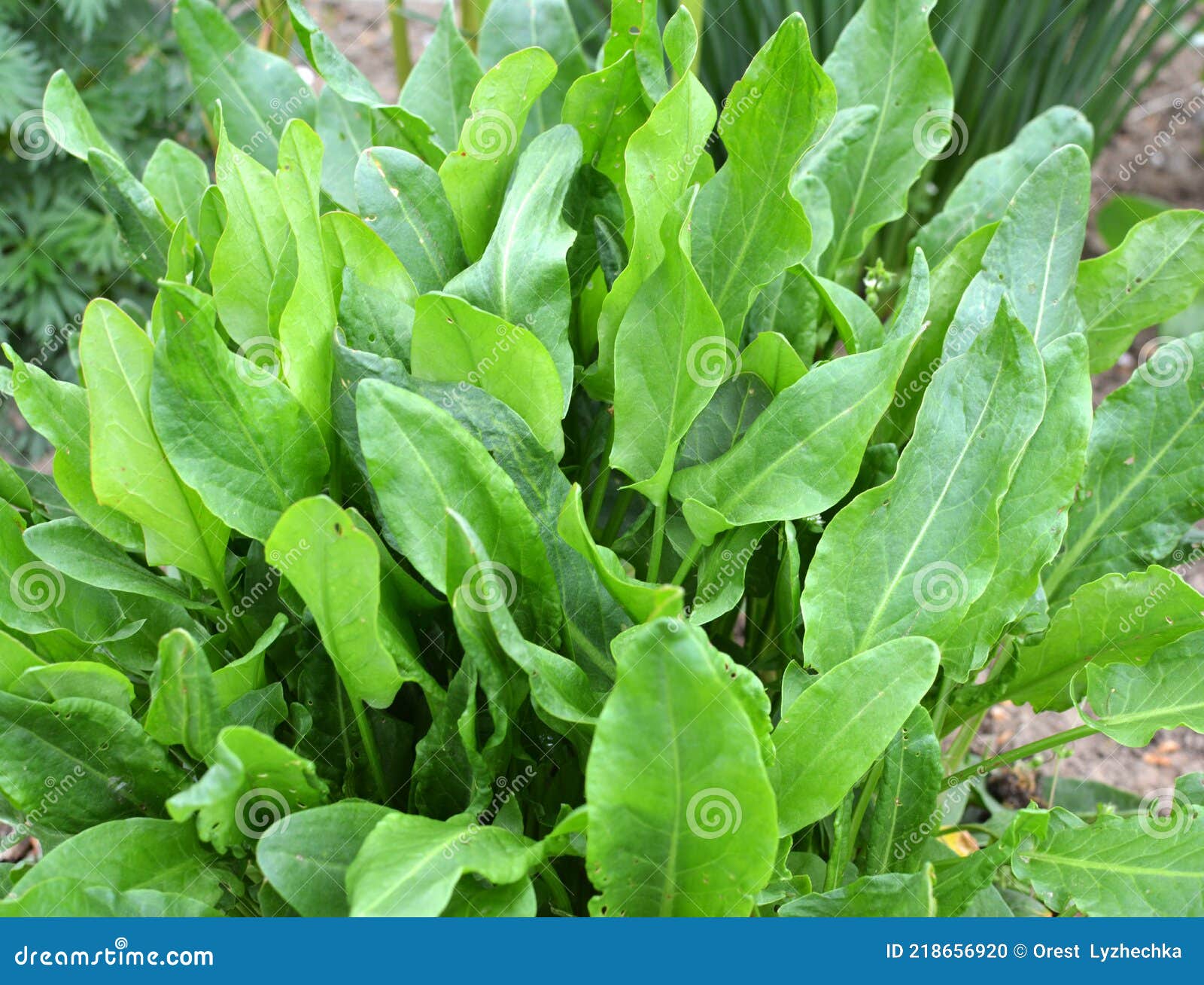 In the Open Ground in the Garden Grows Sorrel Stock Photo - Image of ...