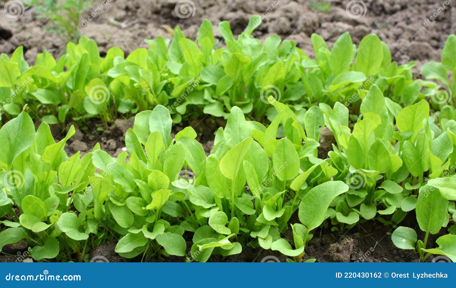 In the Open Ground in the Garden Grows Sorrel Stock Photo - Image of ...