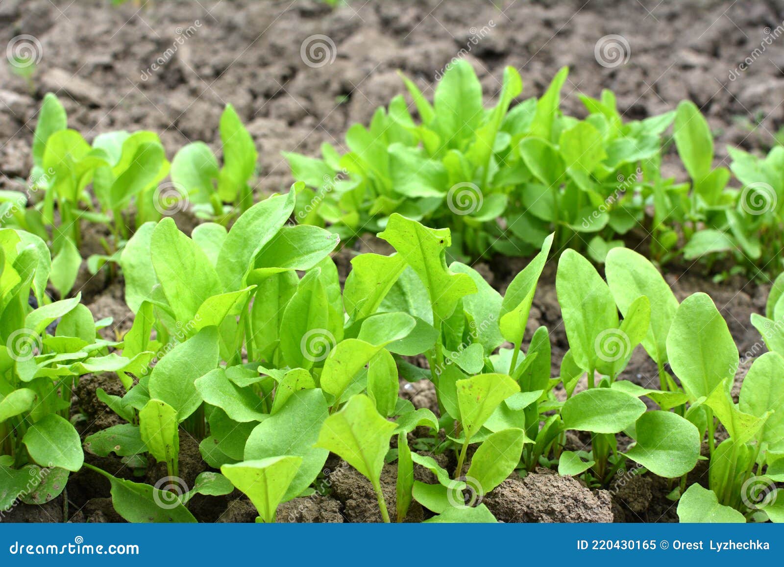In the Open Ground in the Garden Grows Sorrel Stock Image - Image of ...