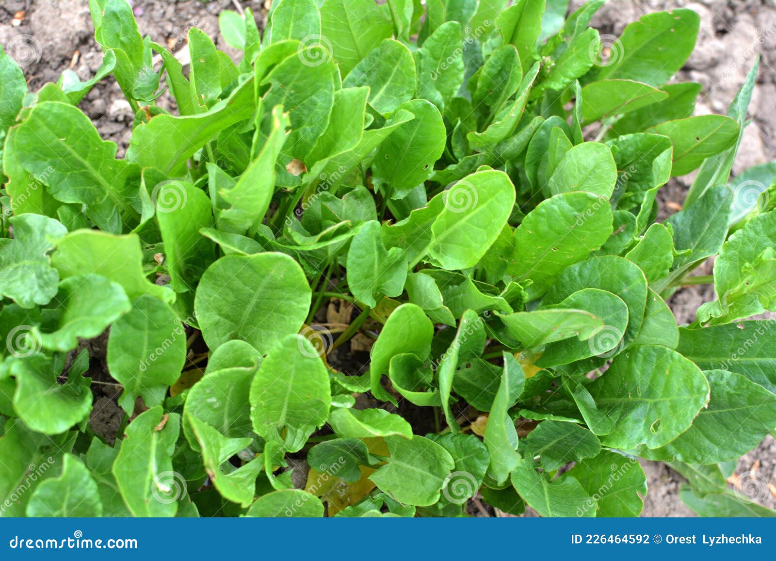In the Open Ground in the Garden Grows Sorrel Stock Photo - Image of ...