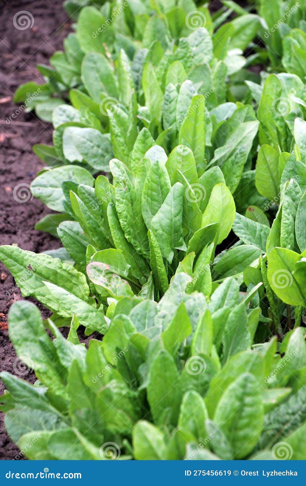 In the Open Ground in the Garden Grows Sorrel Stock Image - Image of ...
