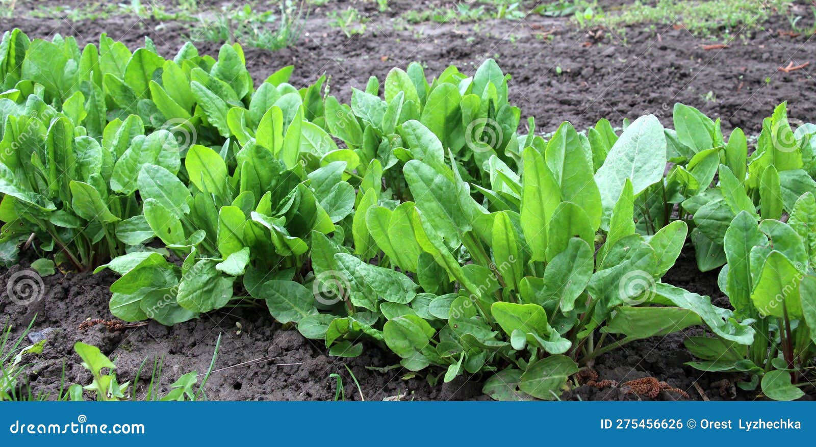 In the Open Ground in the Garden Grows Sorrel Stock Photo - Image of ...