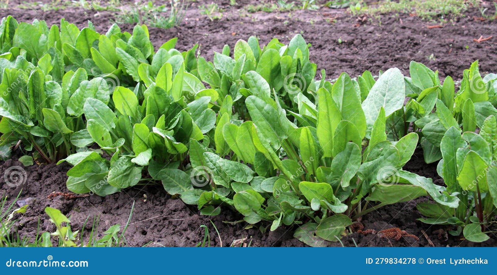 In the Open Ground in the Garden Grows Sorrel Stock Photo - Image of ...