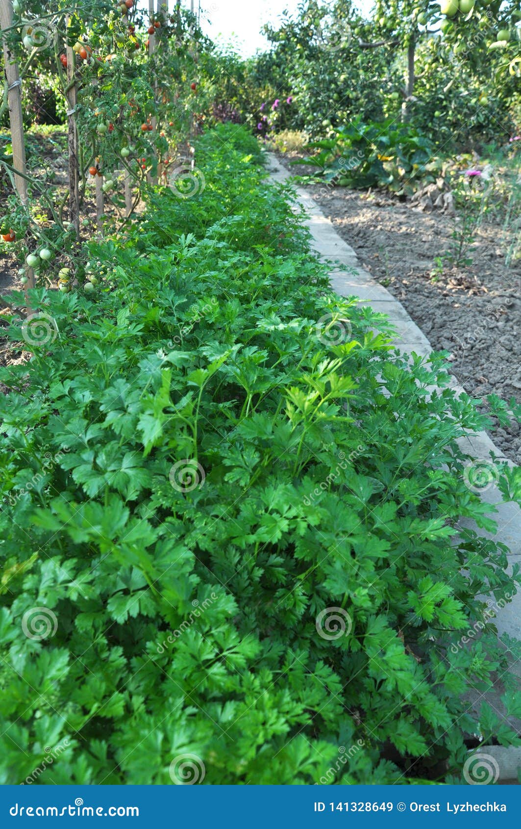 In the Open Ground Parsley Grows Stock Image - Image of diet ...