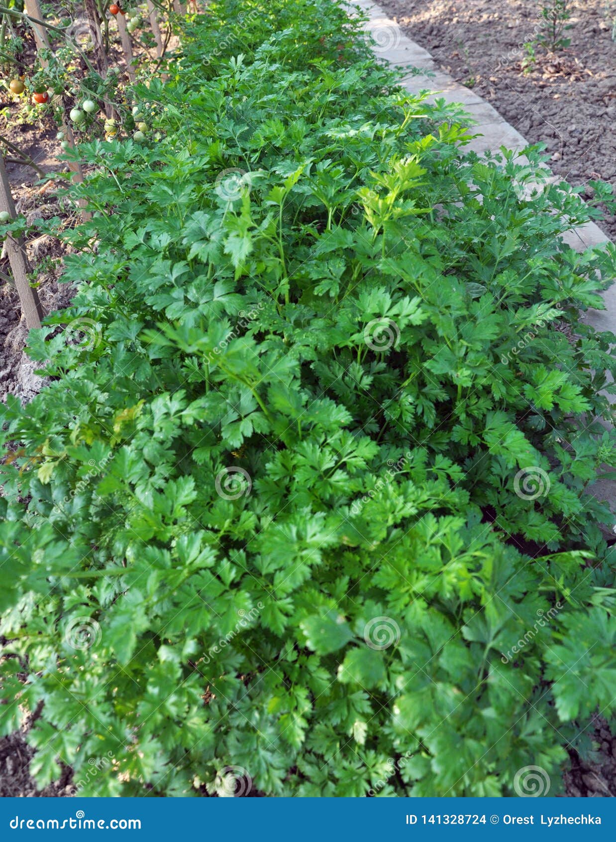 In the Open Ground Parsley Grows Stock Photo - Image of macro, nature ...