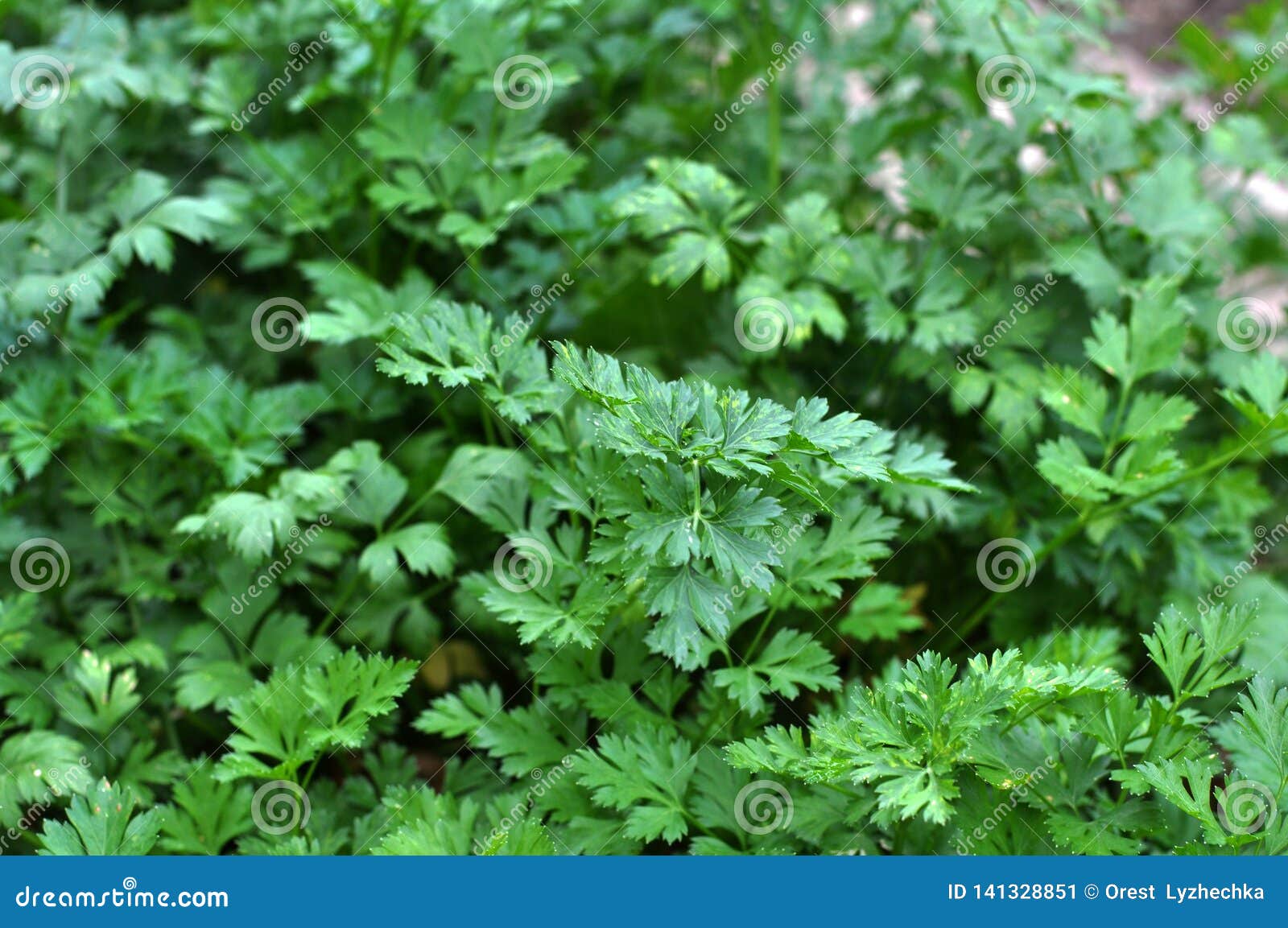 In the Open Ground Parsley Grows Stock Image - Image of agriculture ...