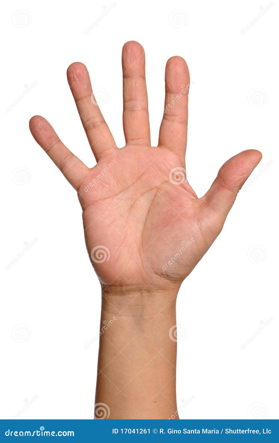 Open Hand stock image. Image of fingers, limb, isolated - 17041261