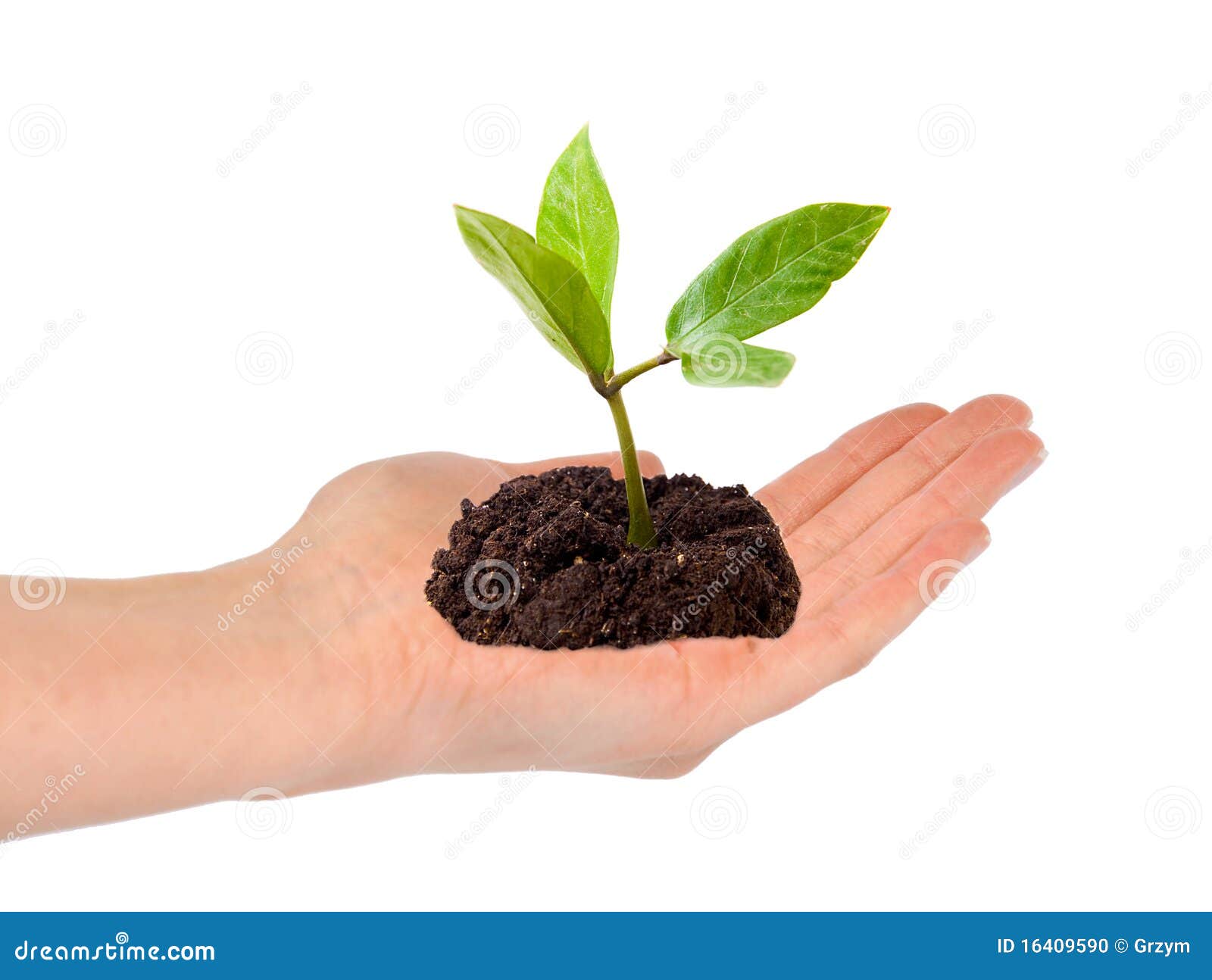 2,896 Open Hand Green Plant Stock Photos - Free & Royalty-Free Stock ...
