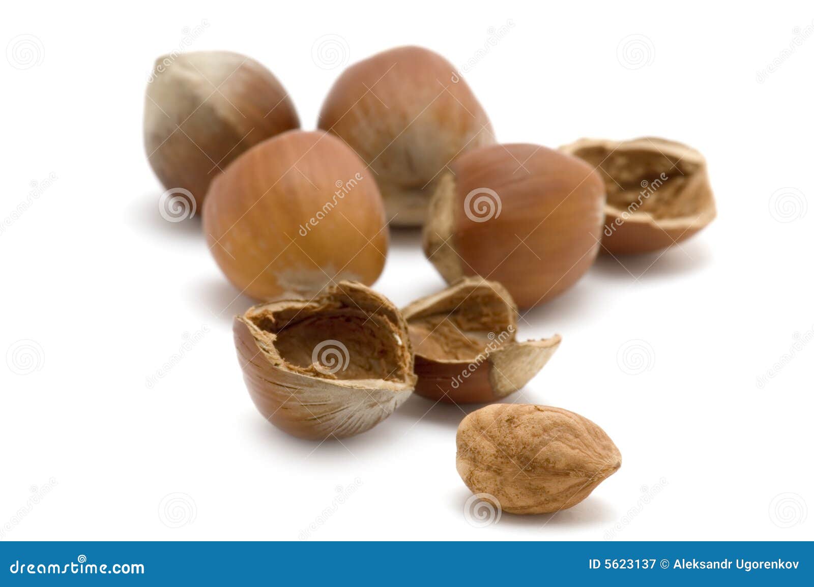 Open hazel nut stock image. Image of diet, healthy, isolated - 5623137