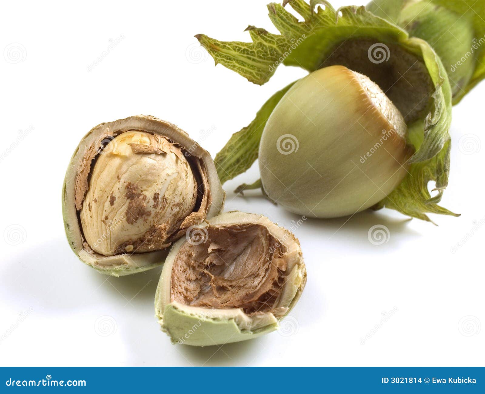 Open hazelnut stock photo. Image of fresh, dessert, fall - 3021814