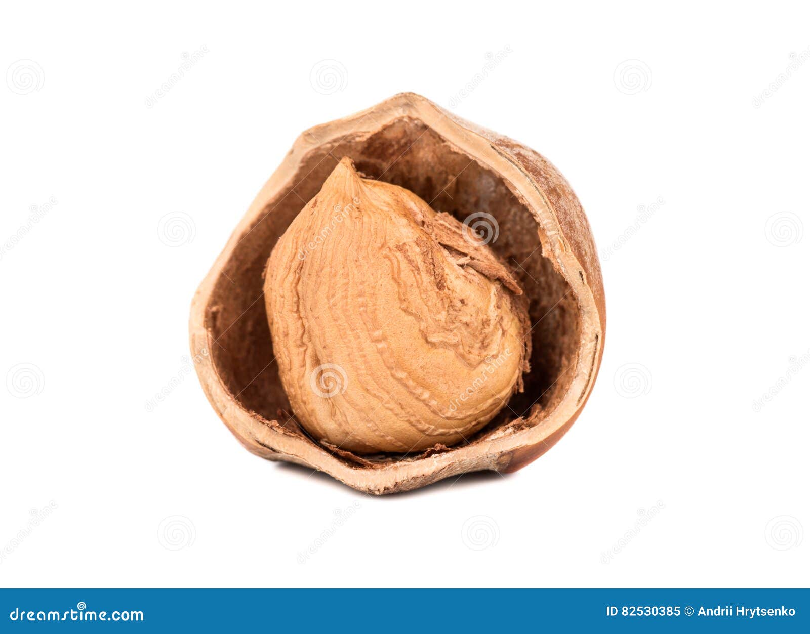Open hazelnut stock image. Image of single, healthy, freshness - 82530385