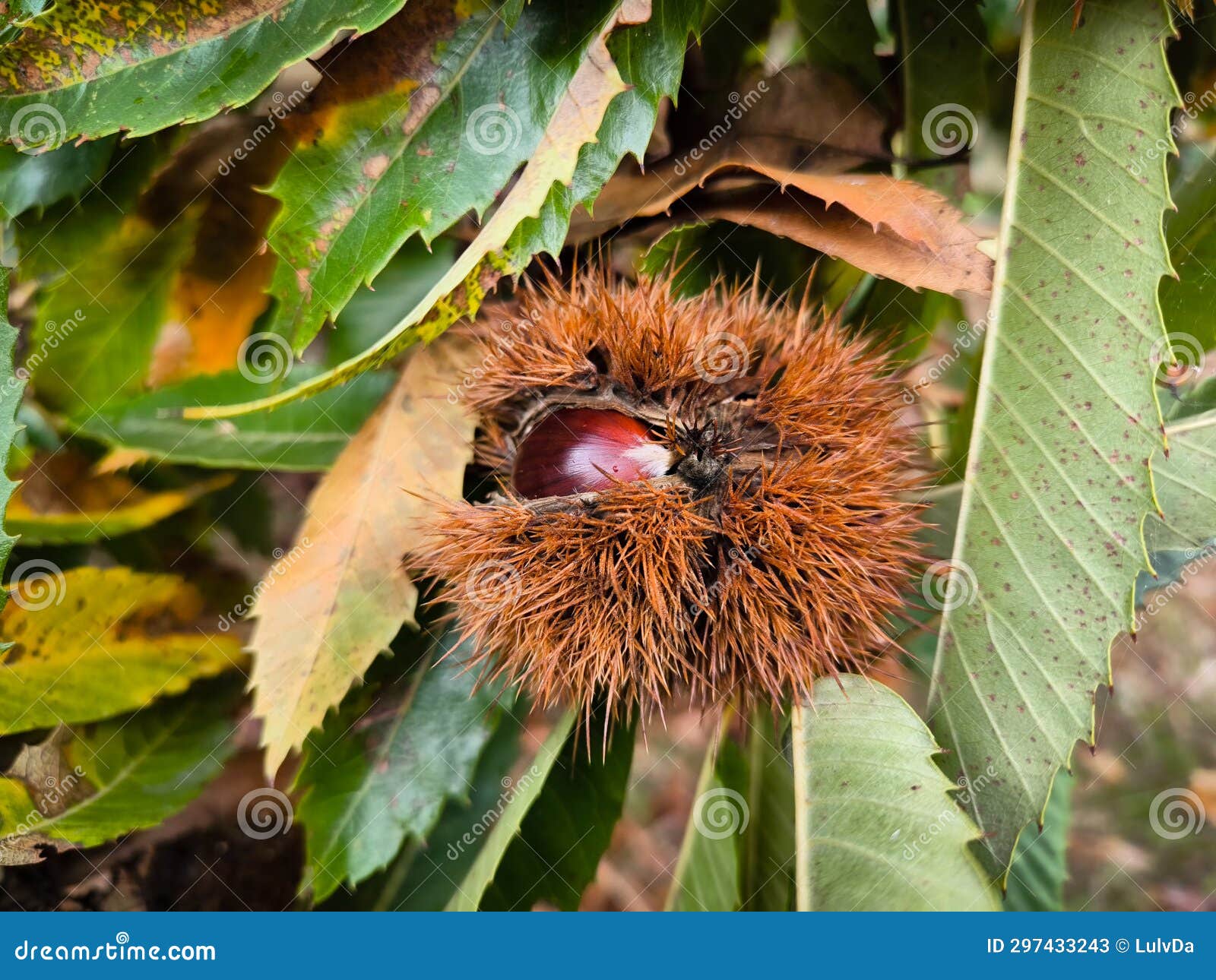 The Open Hedgehog with the Chestnuts Showing Stock Image - Image of ...
