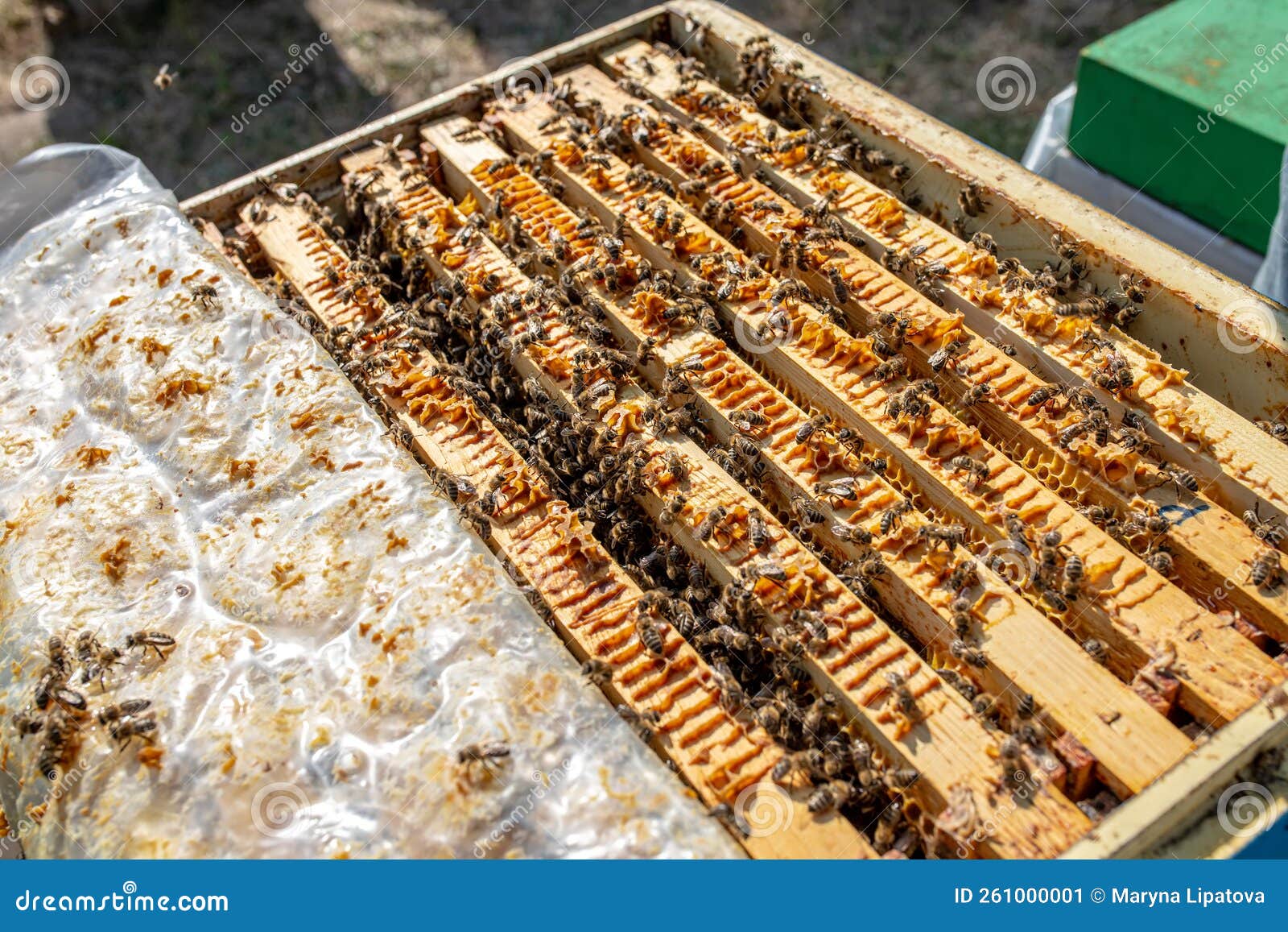 Open Hive with Frames and Honey Bees in Apiary. Beekeeping Stock Image ...