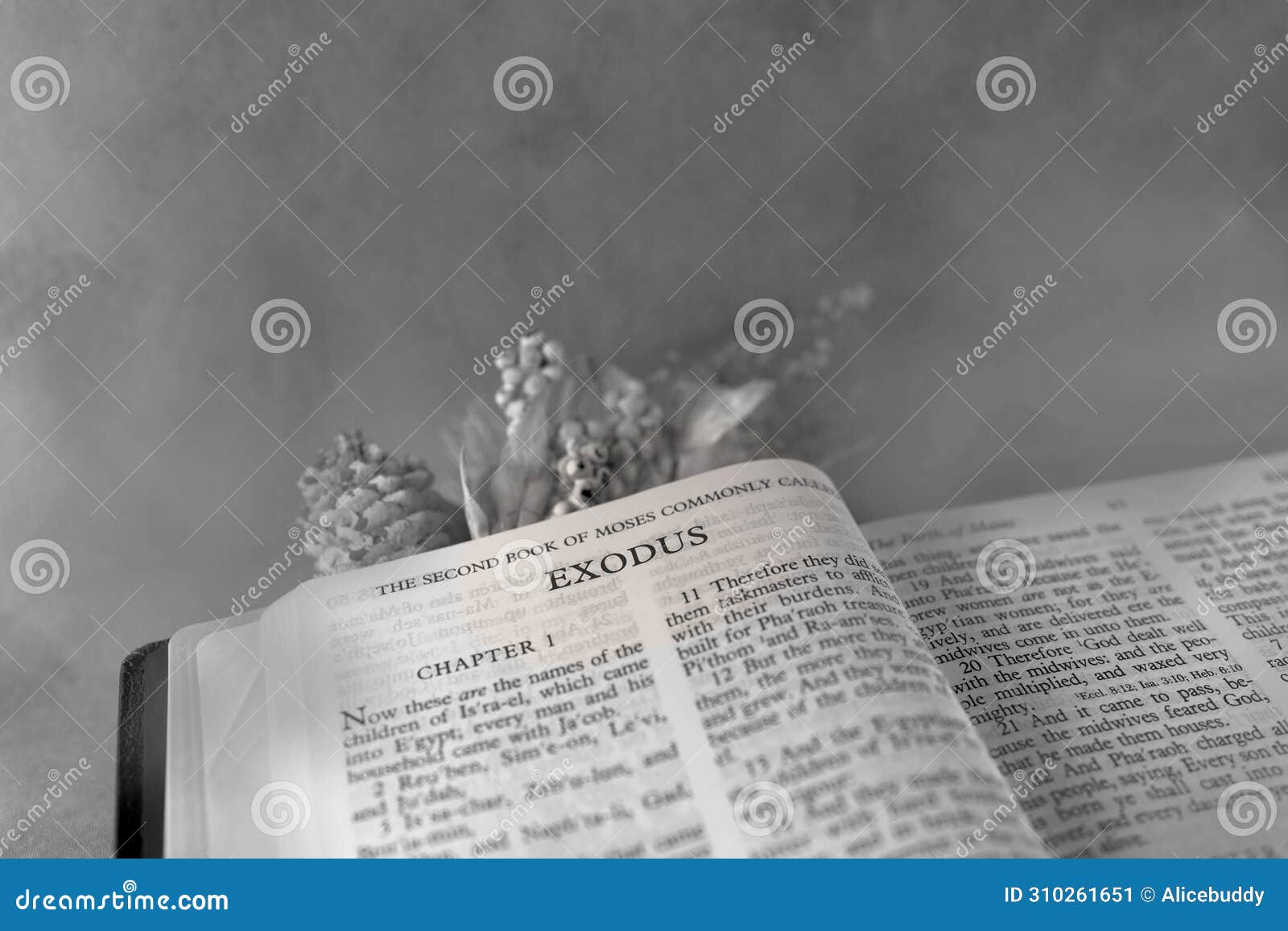 Open Holybile Book the Second Book of MOSES Commonly Called Exodus for ...